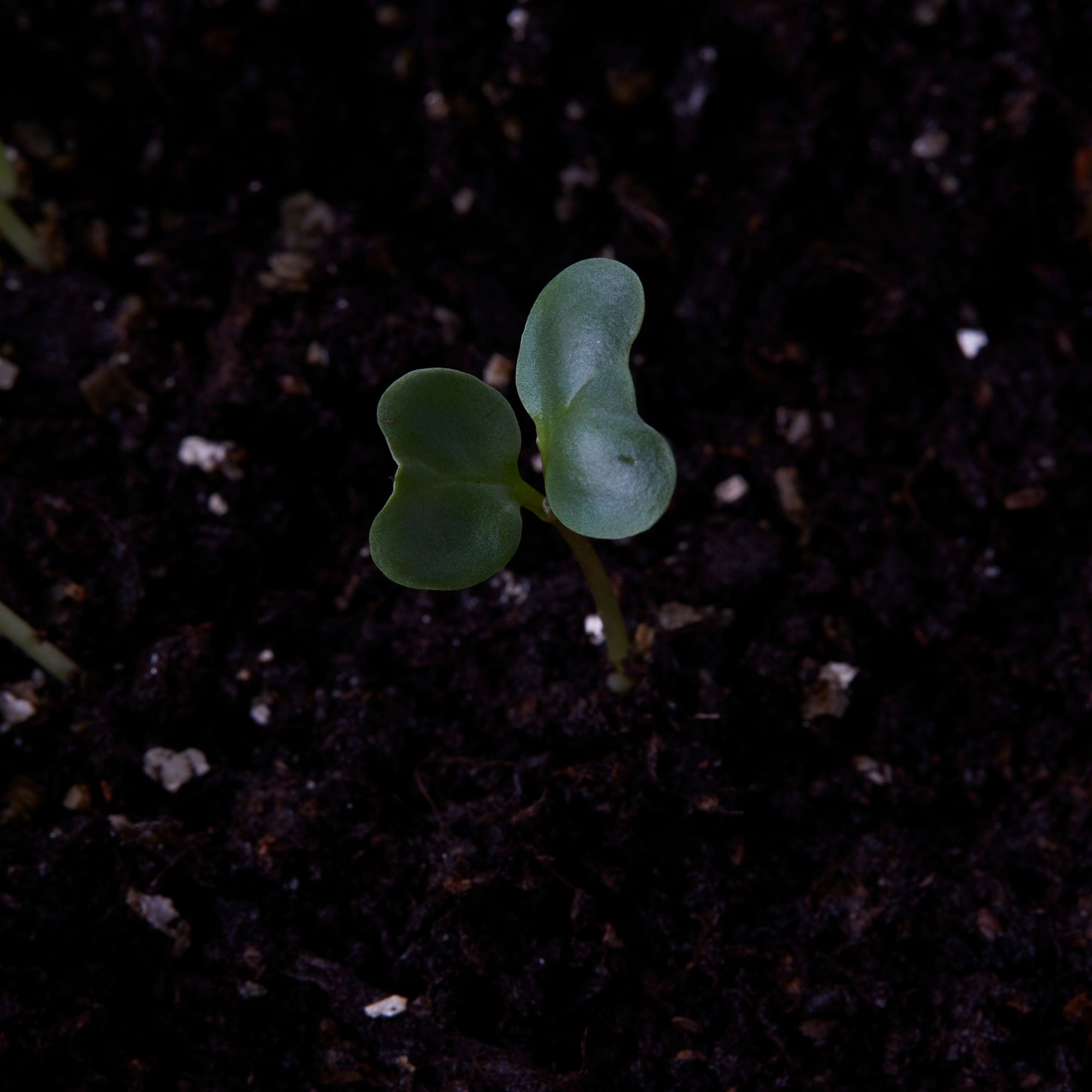 Verve Broccoli 'Atlantis F1' Vegetable Seeds