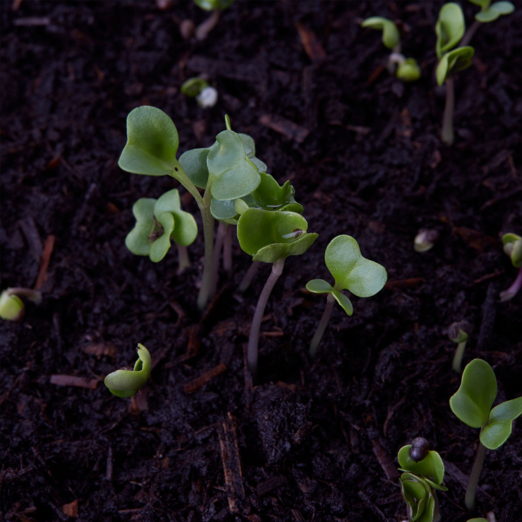Verve Brussel sprout 'Red' Vegetable Seeds