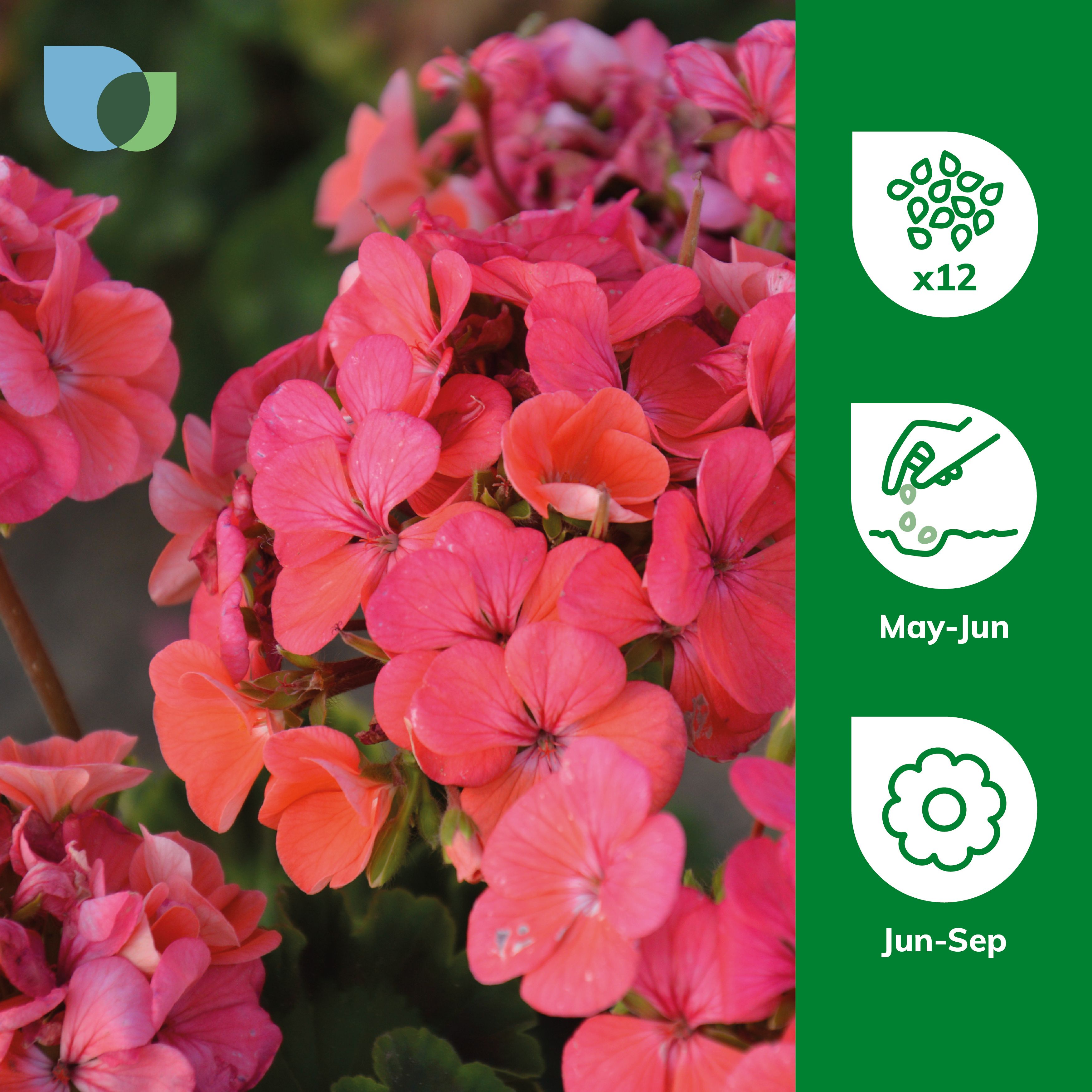 VERVE BULLSEYE SALMON GERANIUM SEEDS