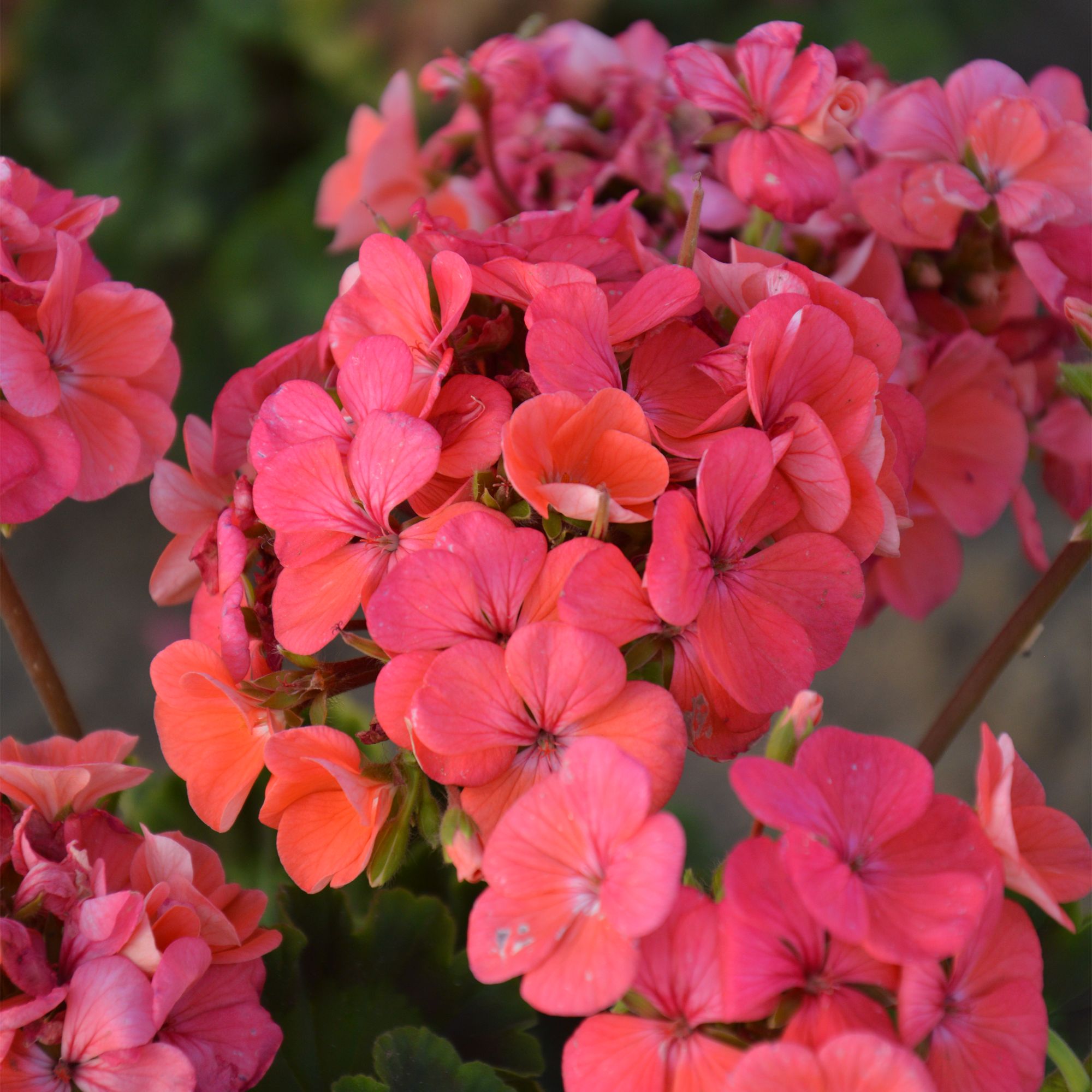 Verve Bullseye Salmon Geranium Seeds