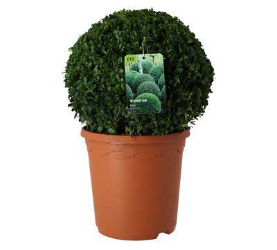 Verve Buxus Shrub
