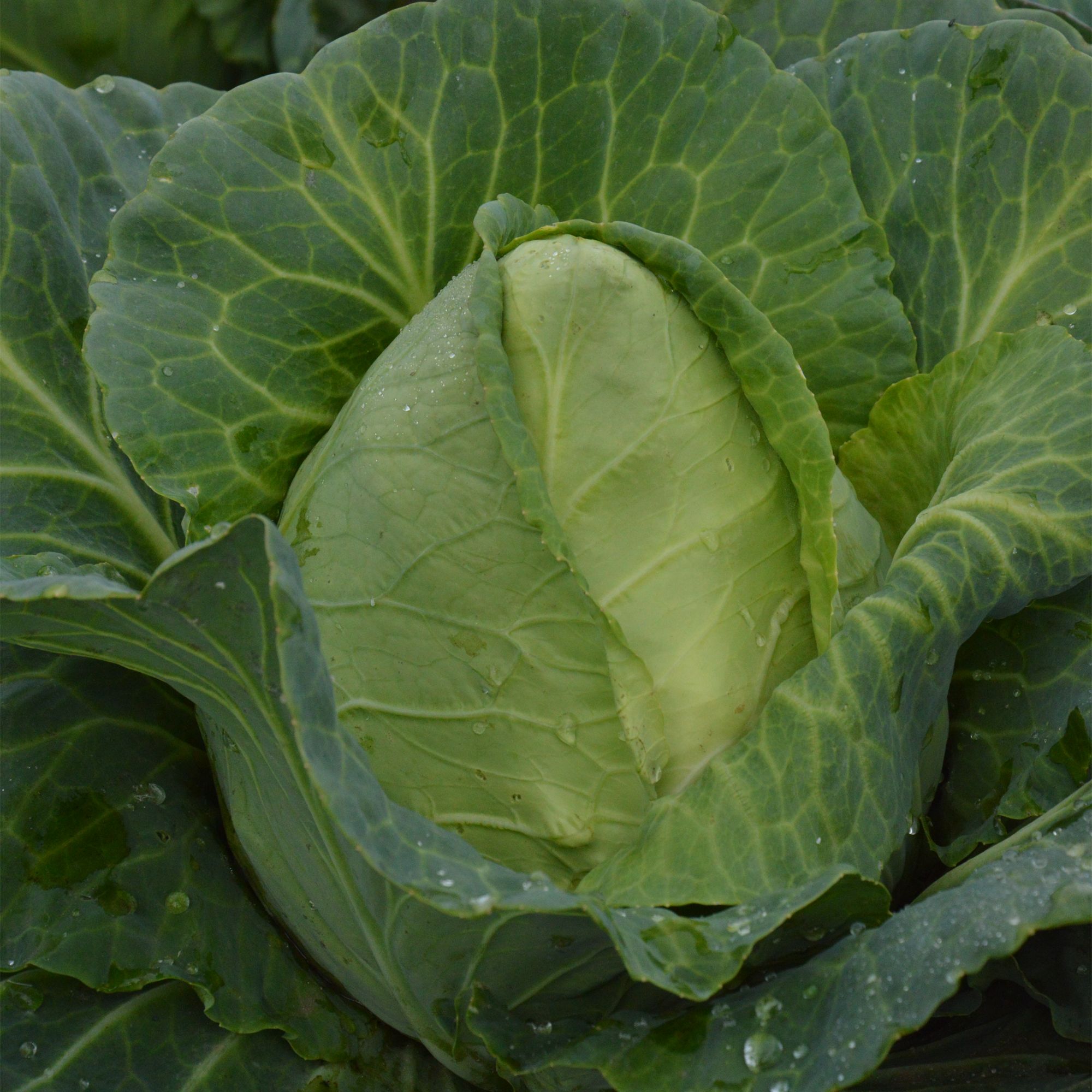 Verve Cabbage 'Durham Early' Vegetable Seeds