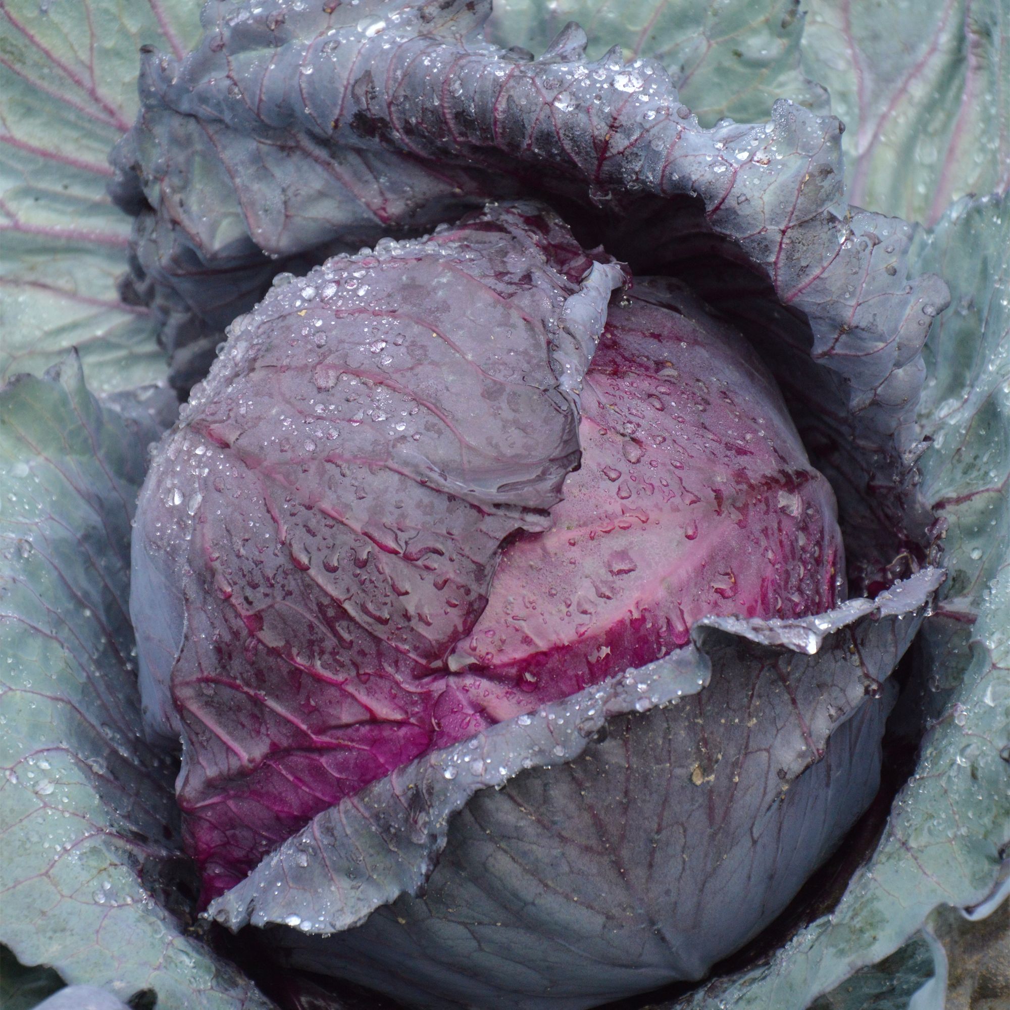 Verve Cabbage 'Langedijker Bewaar 2 ' Vegetable Seeds