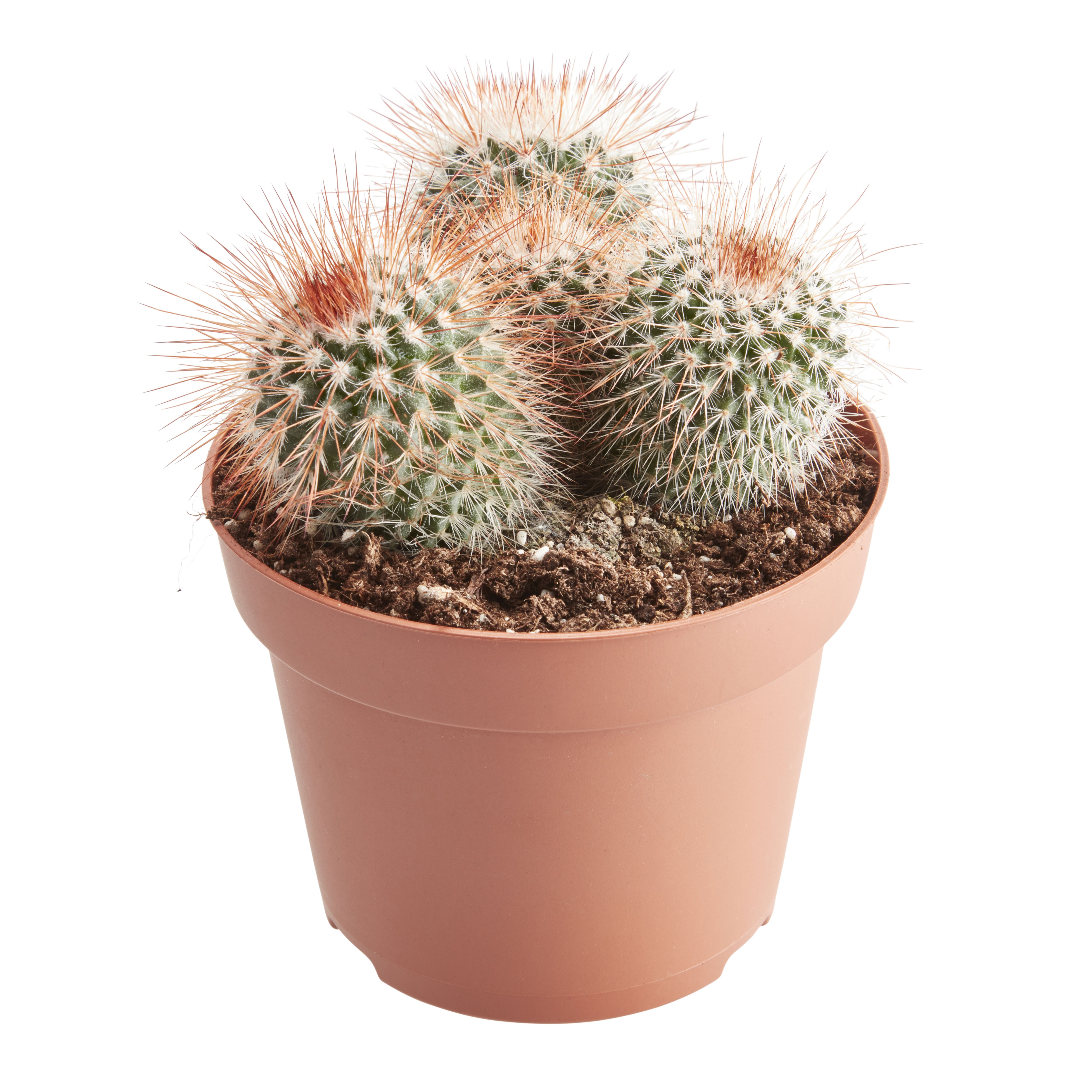 Verve Cactus Mammillaria assorted in Terracotta Plastic Grow pot 12cm
