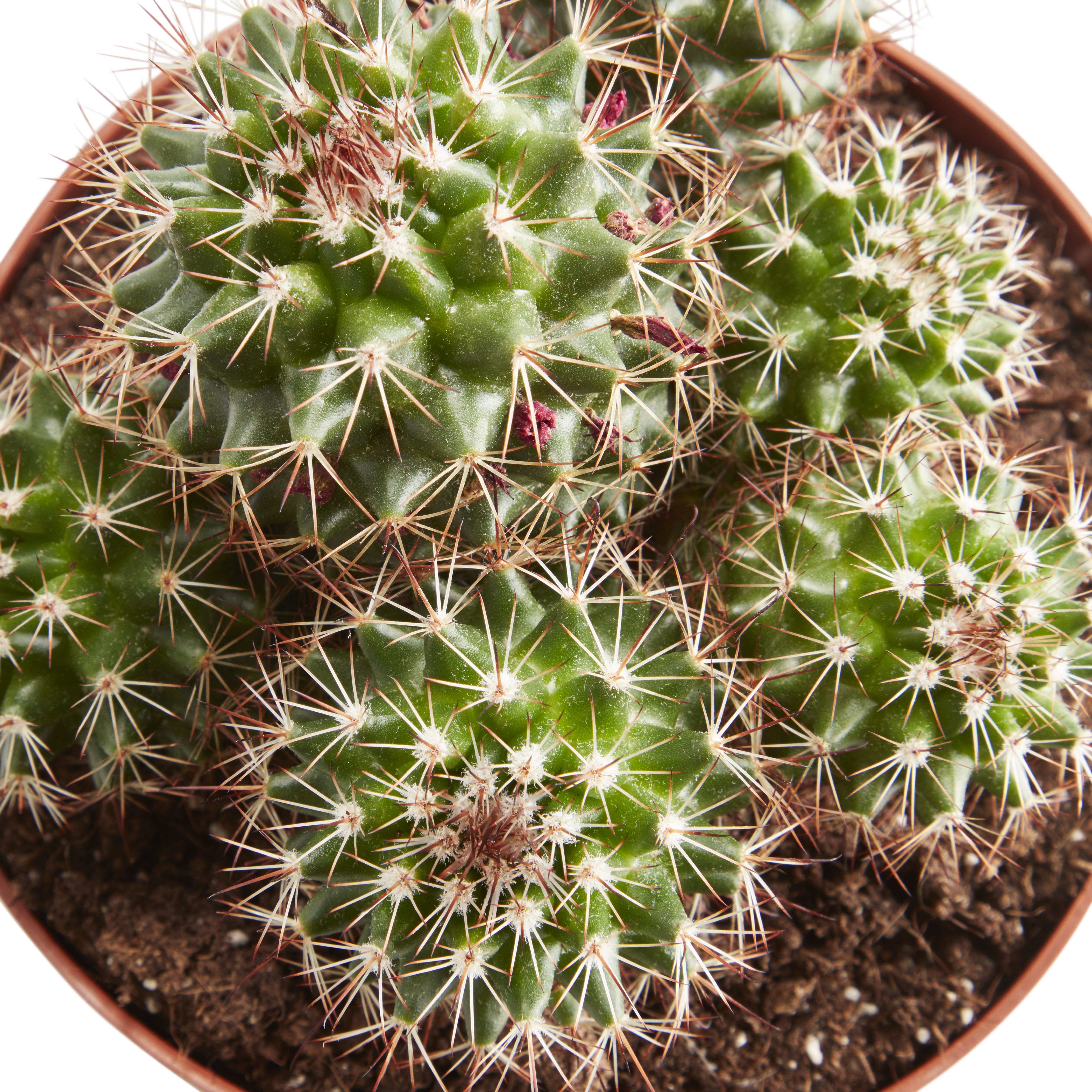 Verve Cactus Mammillaria assorted in Terracotta Plastic Grow pot 12cm