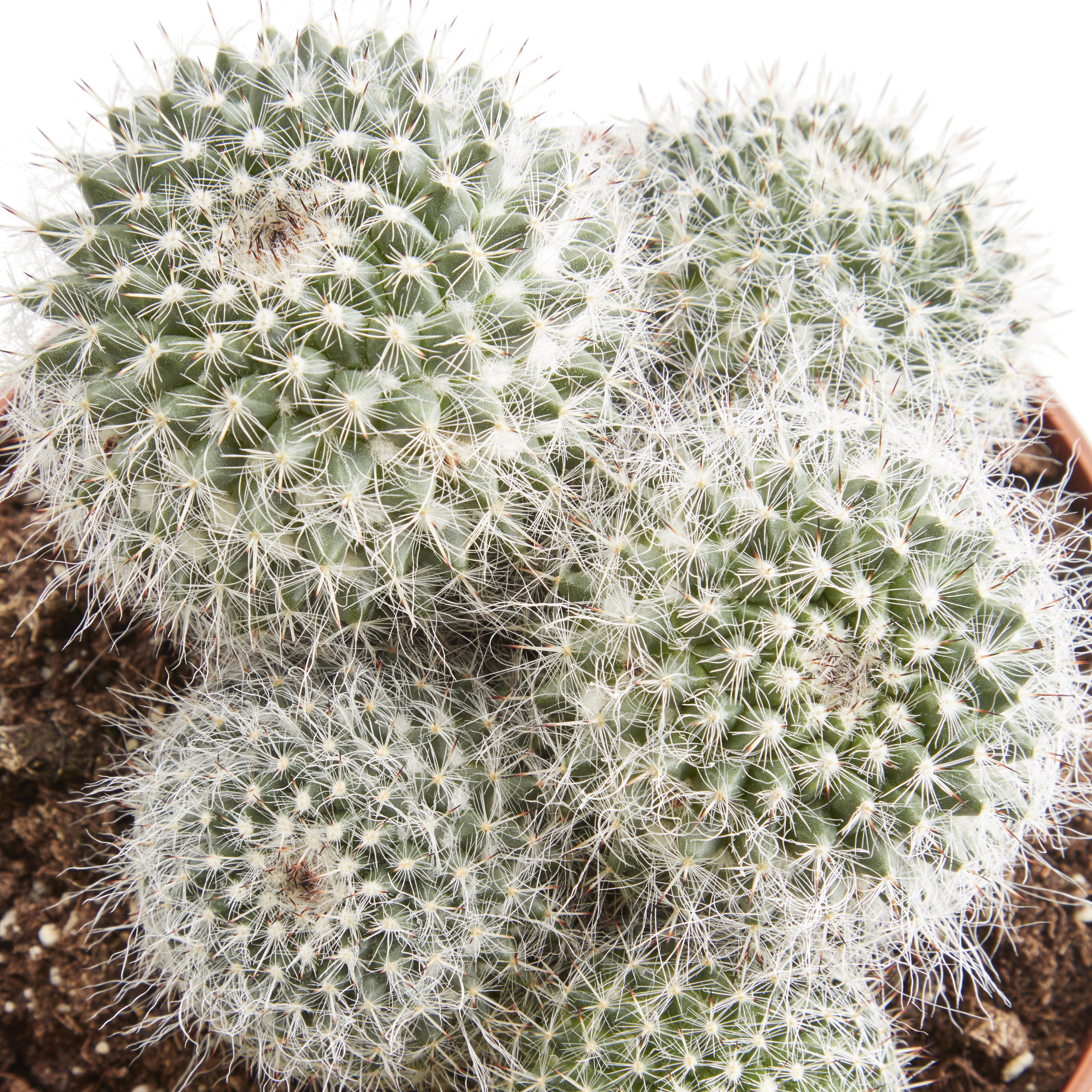 Verve Cactus Mammillaria assorted in Terracotta Plastic Grow pot 12cm