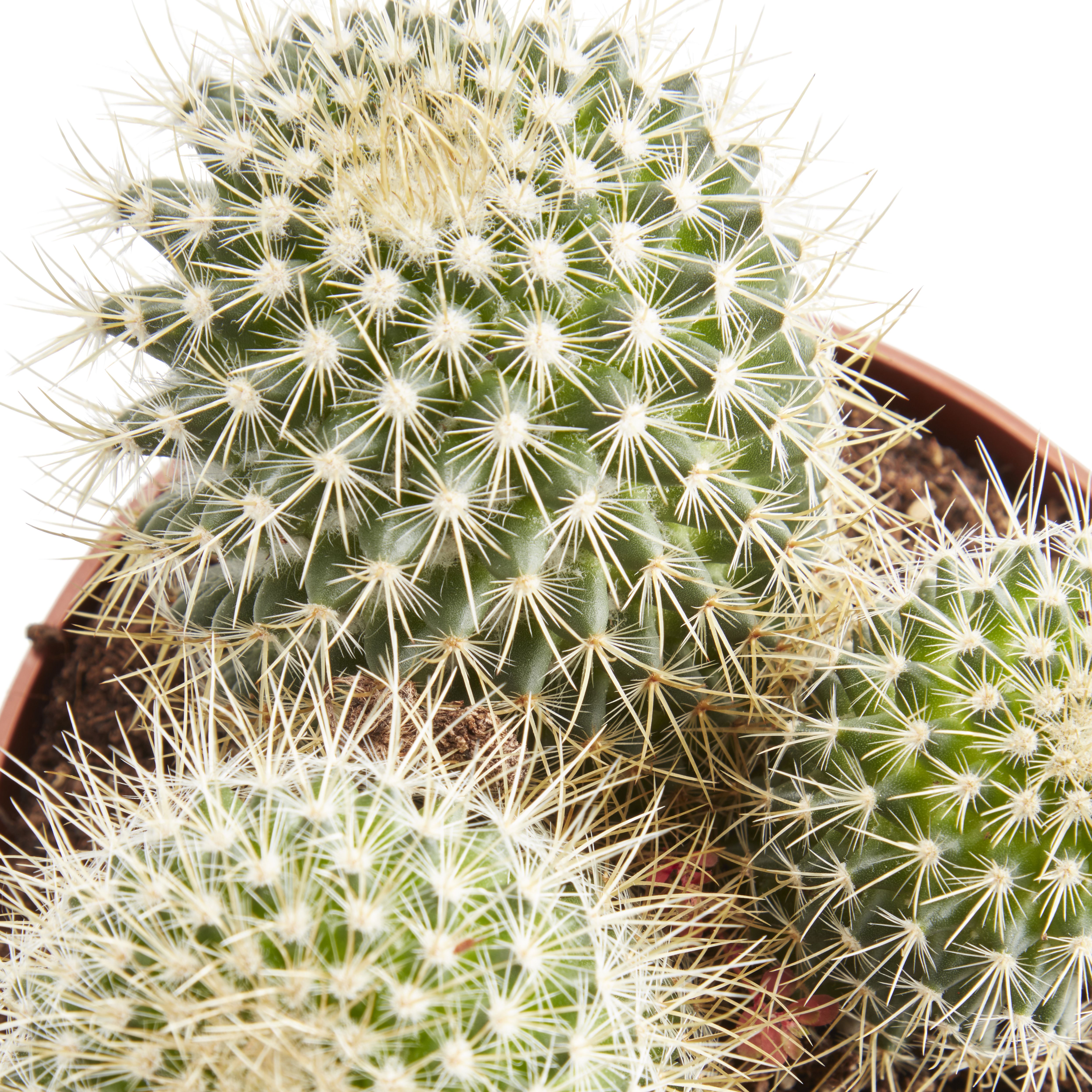 Verve Cactus Mammillaria assorted in Terracotta Plastic Grow pot 12cm