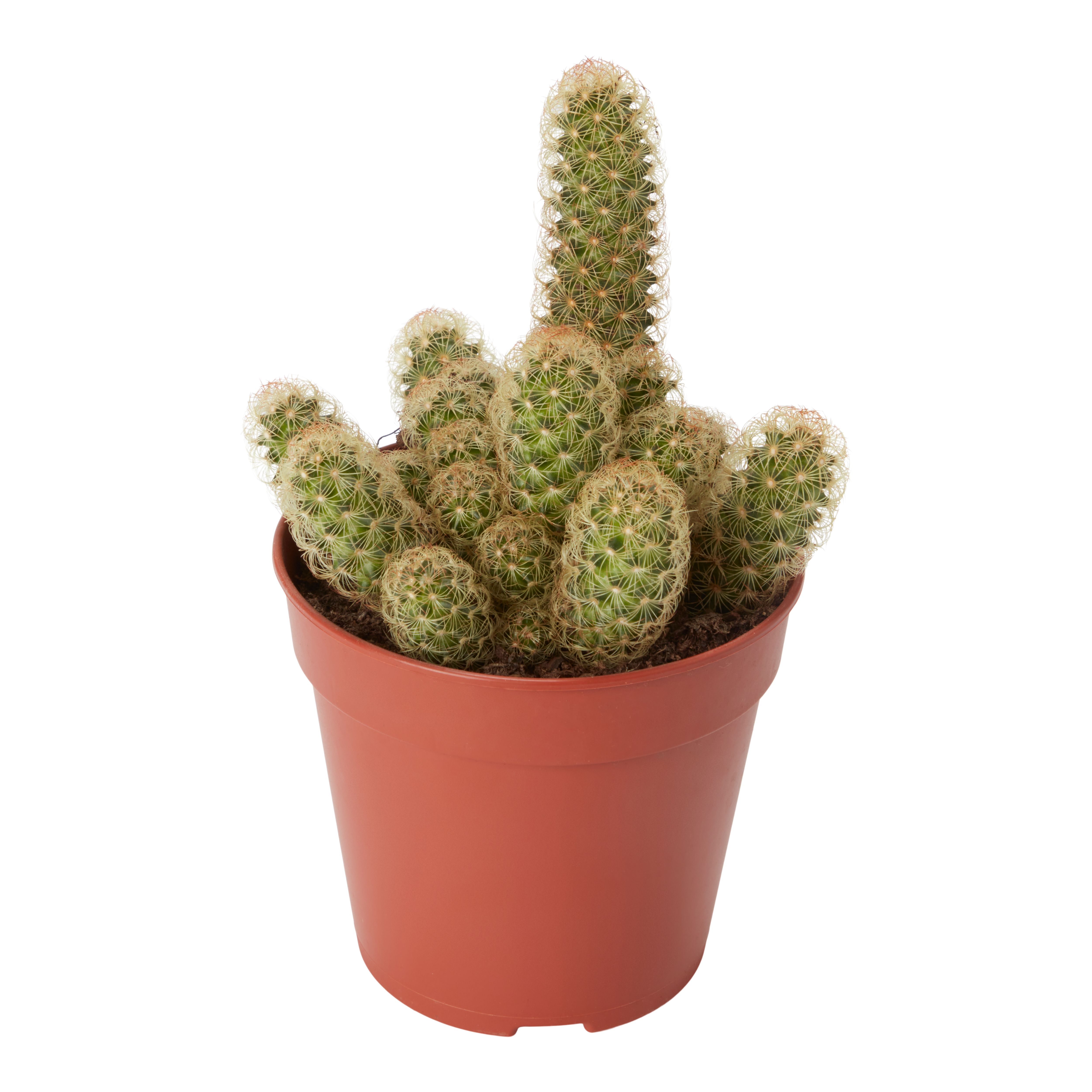 Verve Cactus Mammillaria assorted in Terracotta Plastic Grow pot 12cm