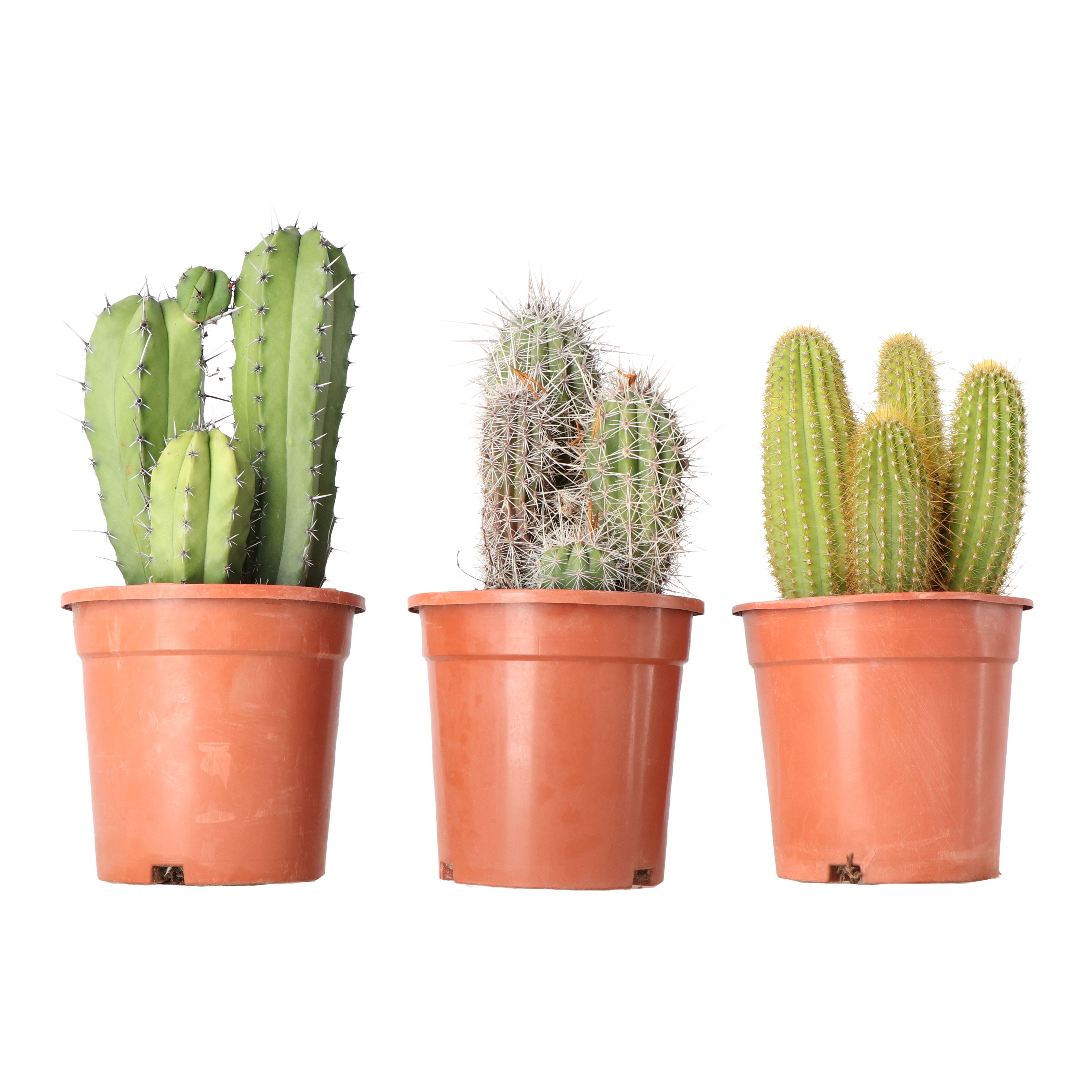 Verve Cactus mix in Plastic Grow pot 17cm | DIY at B&Q