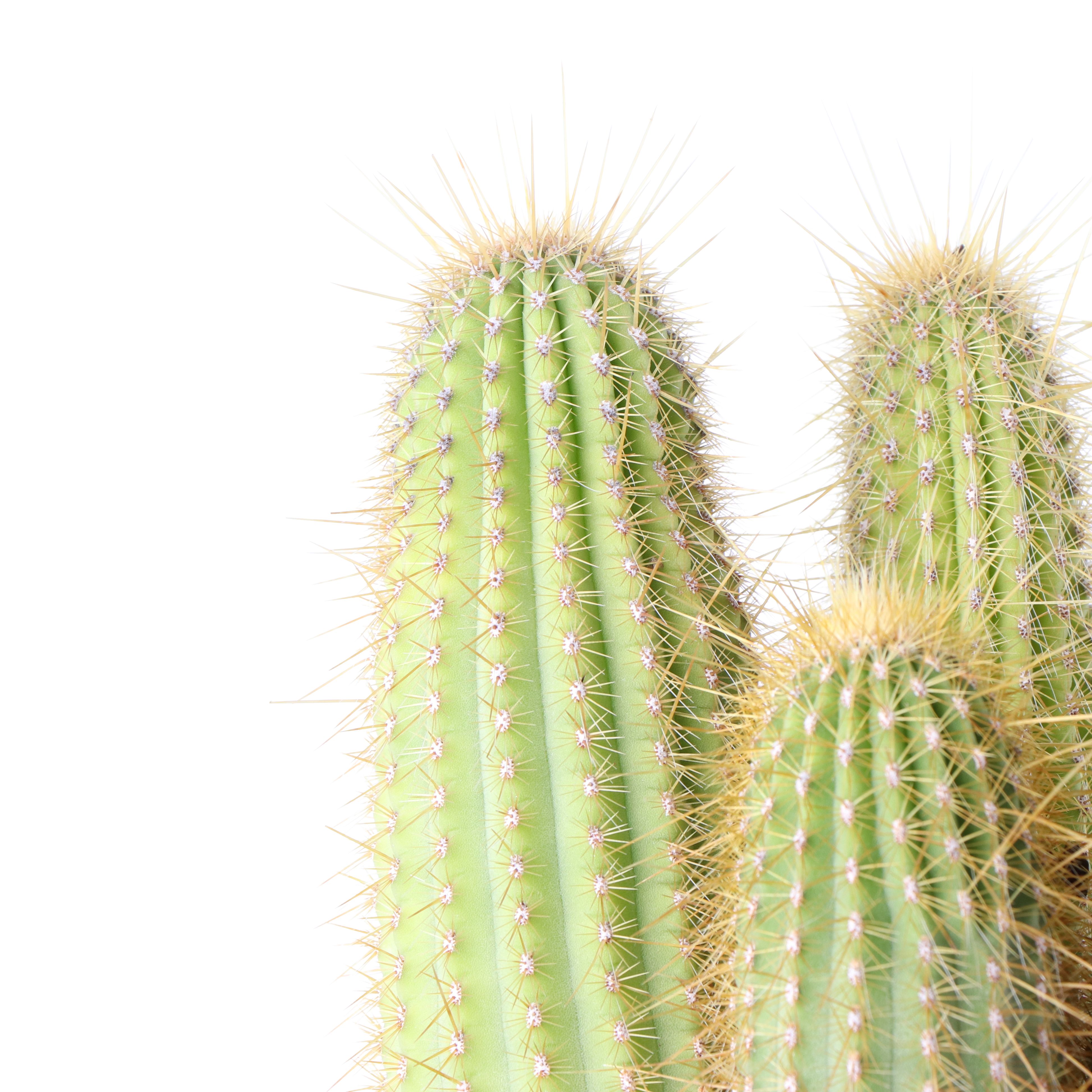 Verve Cactus mix in Plastic Grow pot 17cm