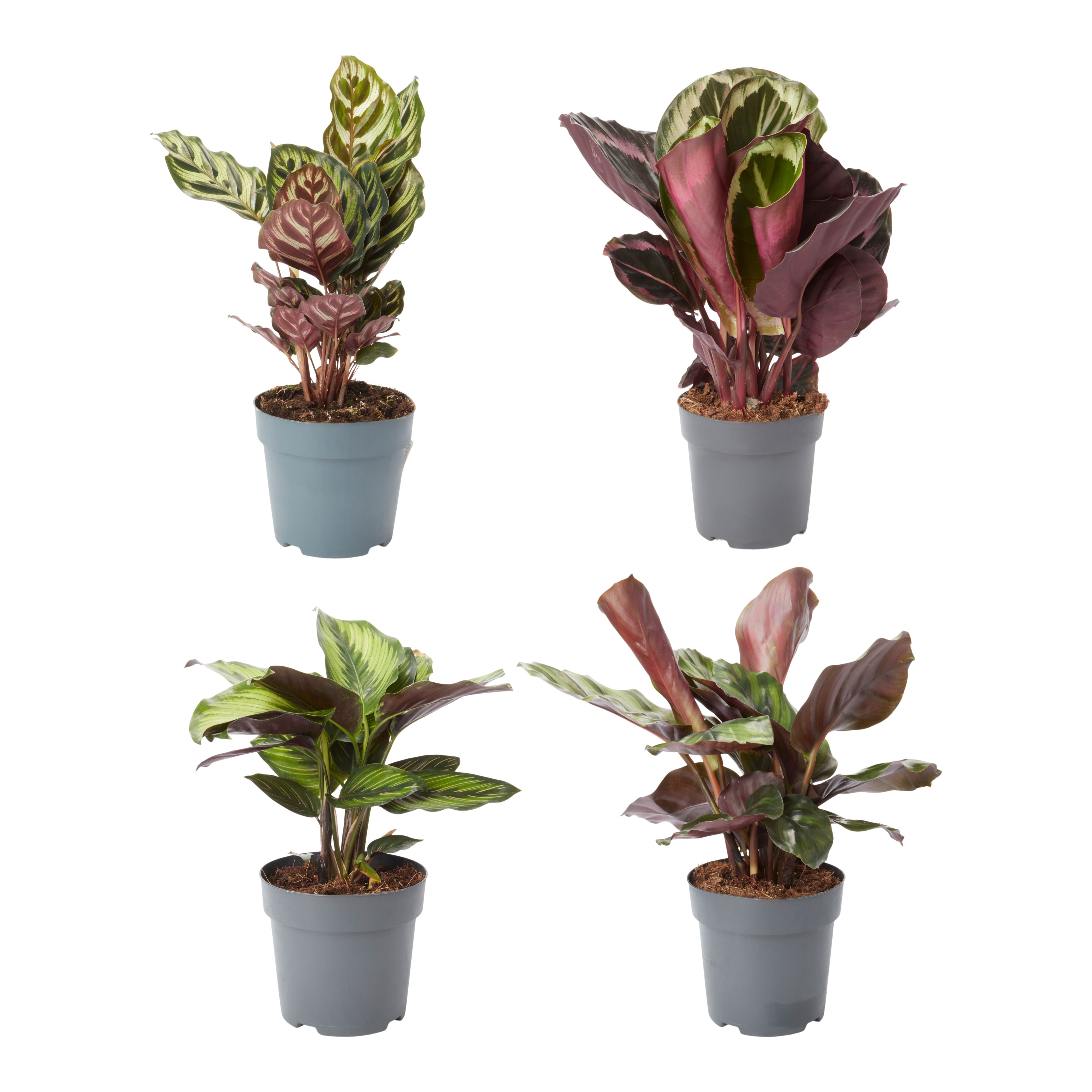 Verve Calathea Foliage plant in Plastic Grow pot 14cm at B&Q