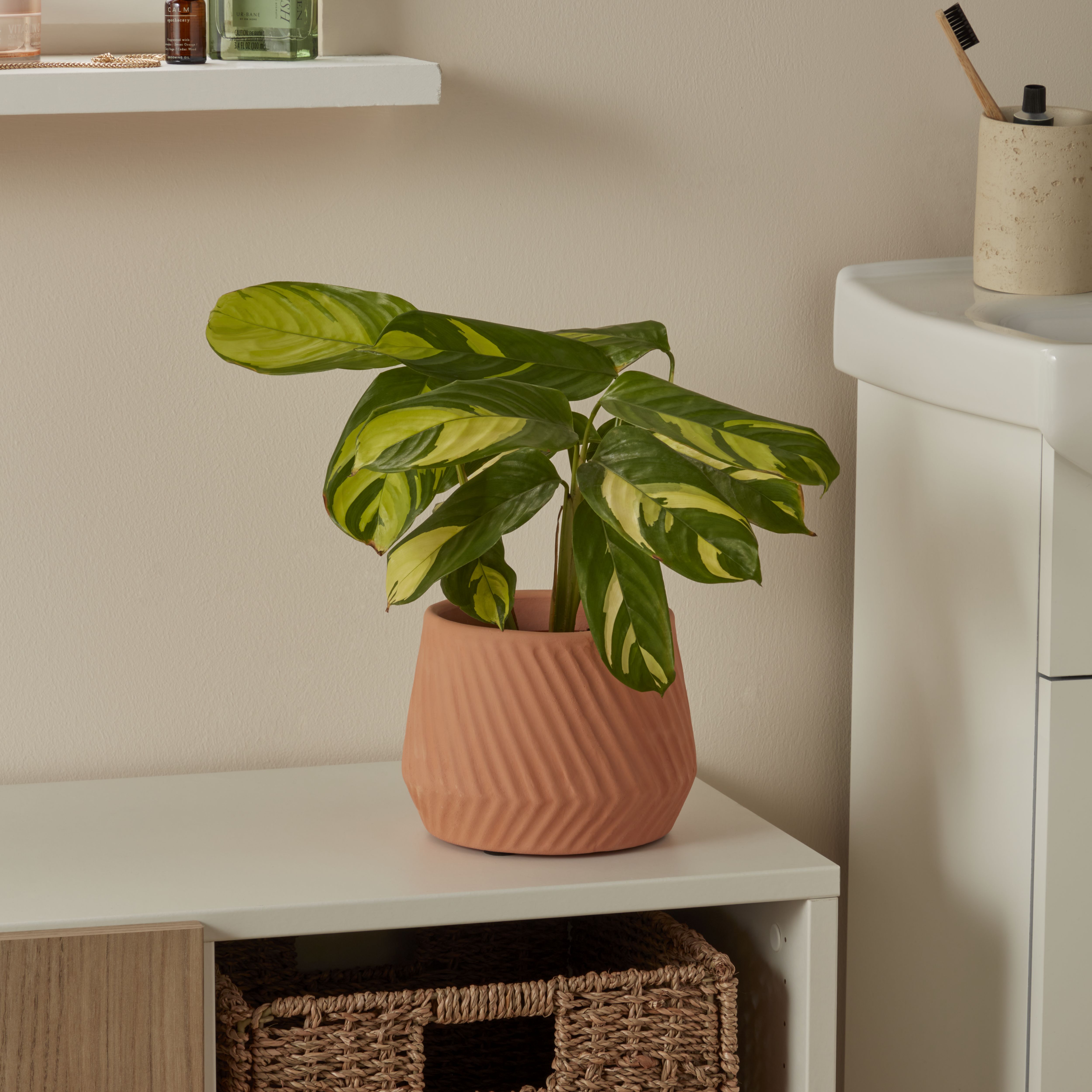 Verve Calathea pilosa in Terracotta Plastic Grow pot 12cm