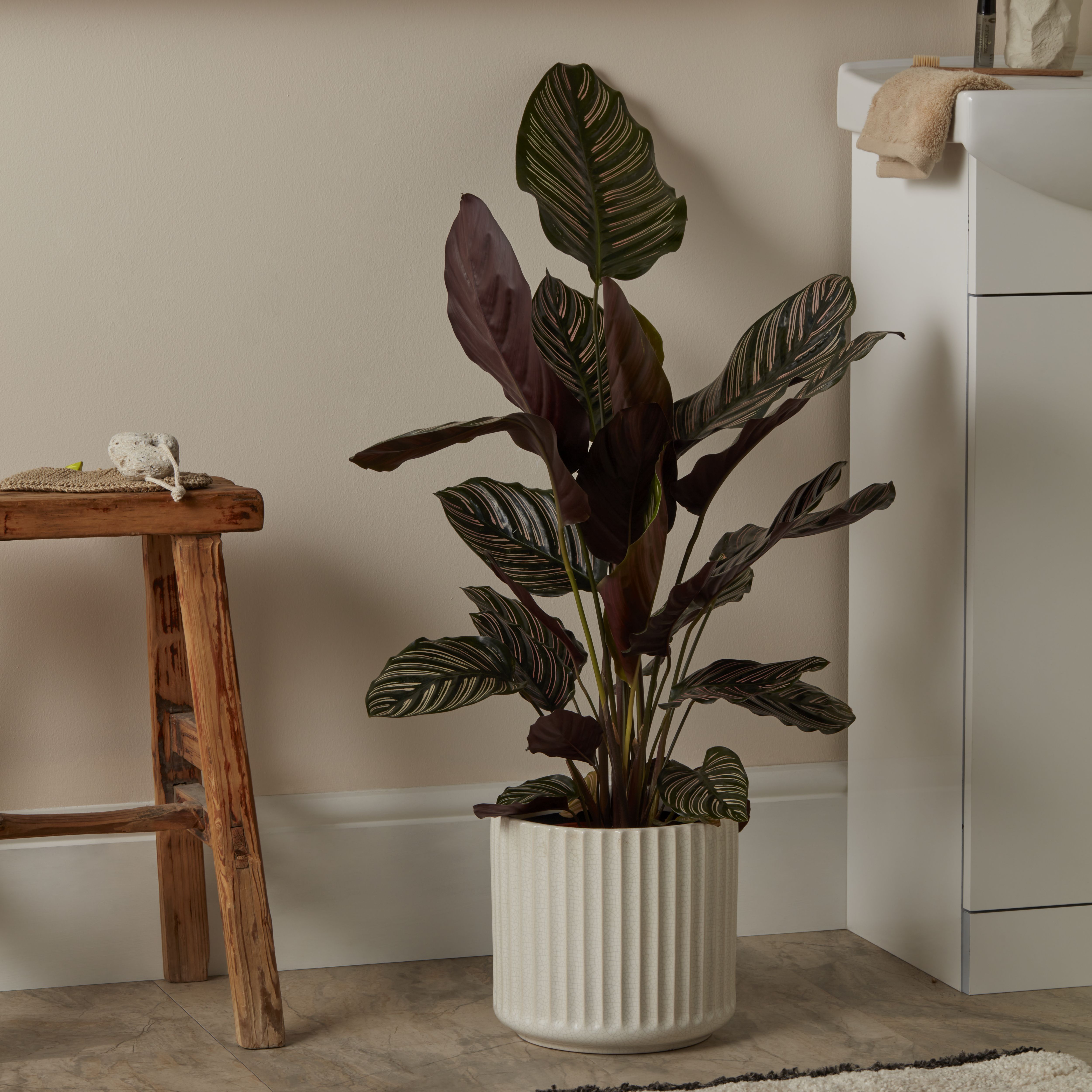 Verve Calathea pinstripe in Natural Seagrass Decorative pot 19cm
