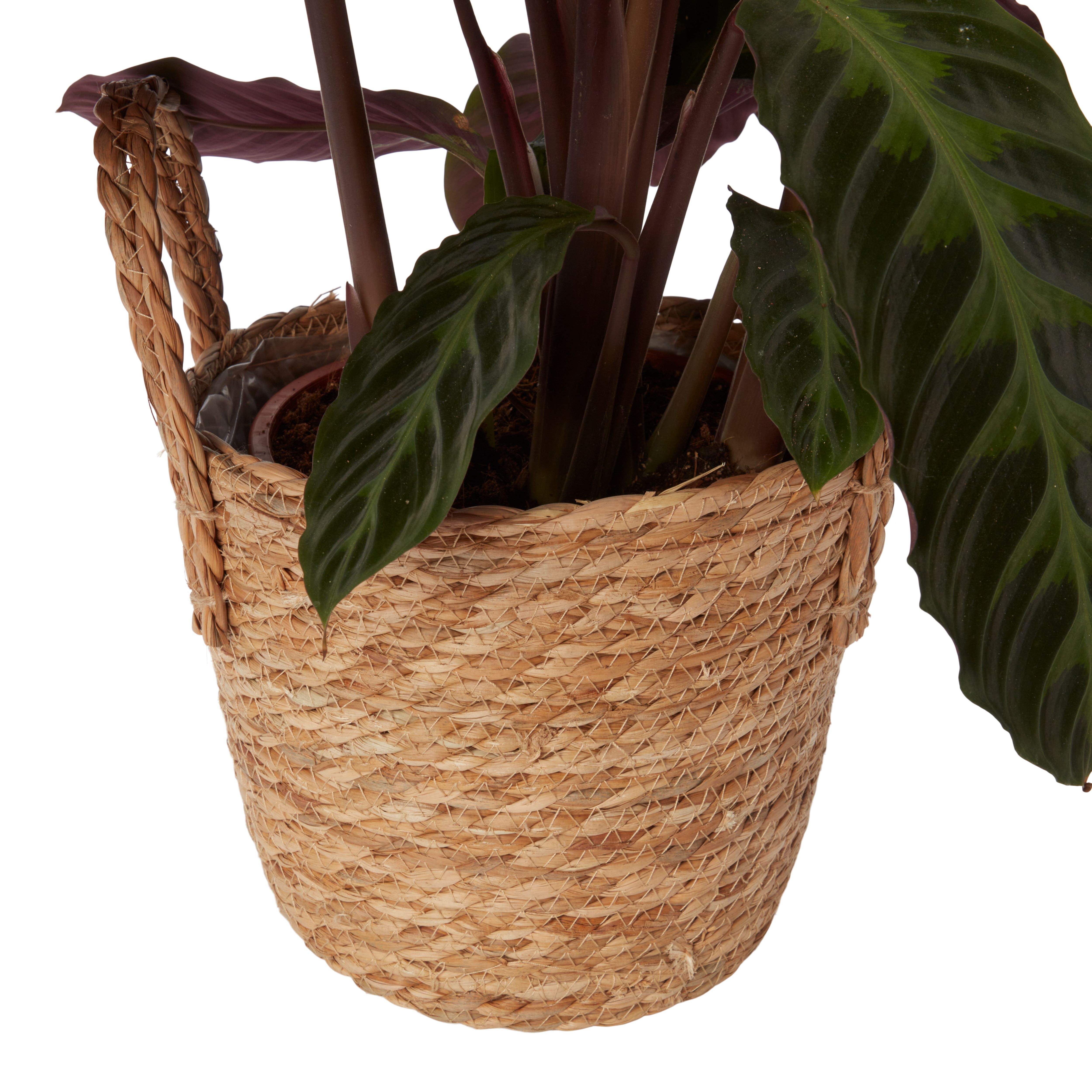 Verve Calathea warscewiczii in Natural Seagrass Decorative pot 19cm