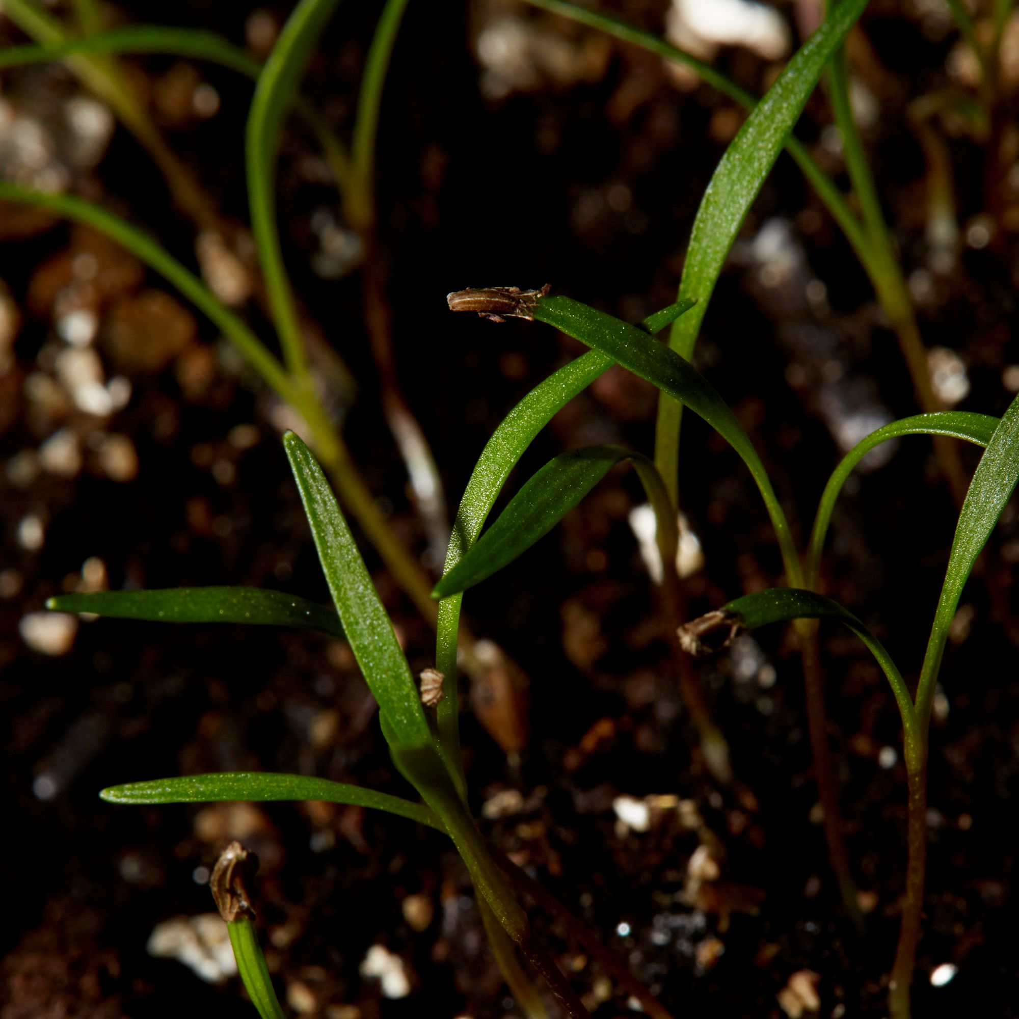 Verve Carrot 'Karlena' Vegetable Seeds