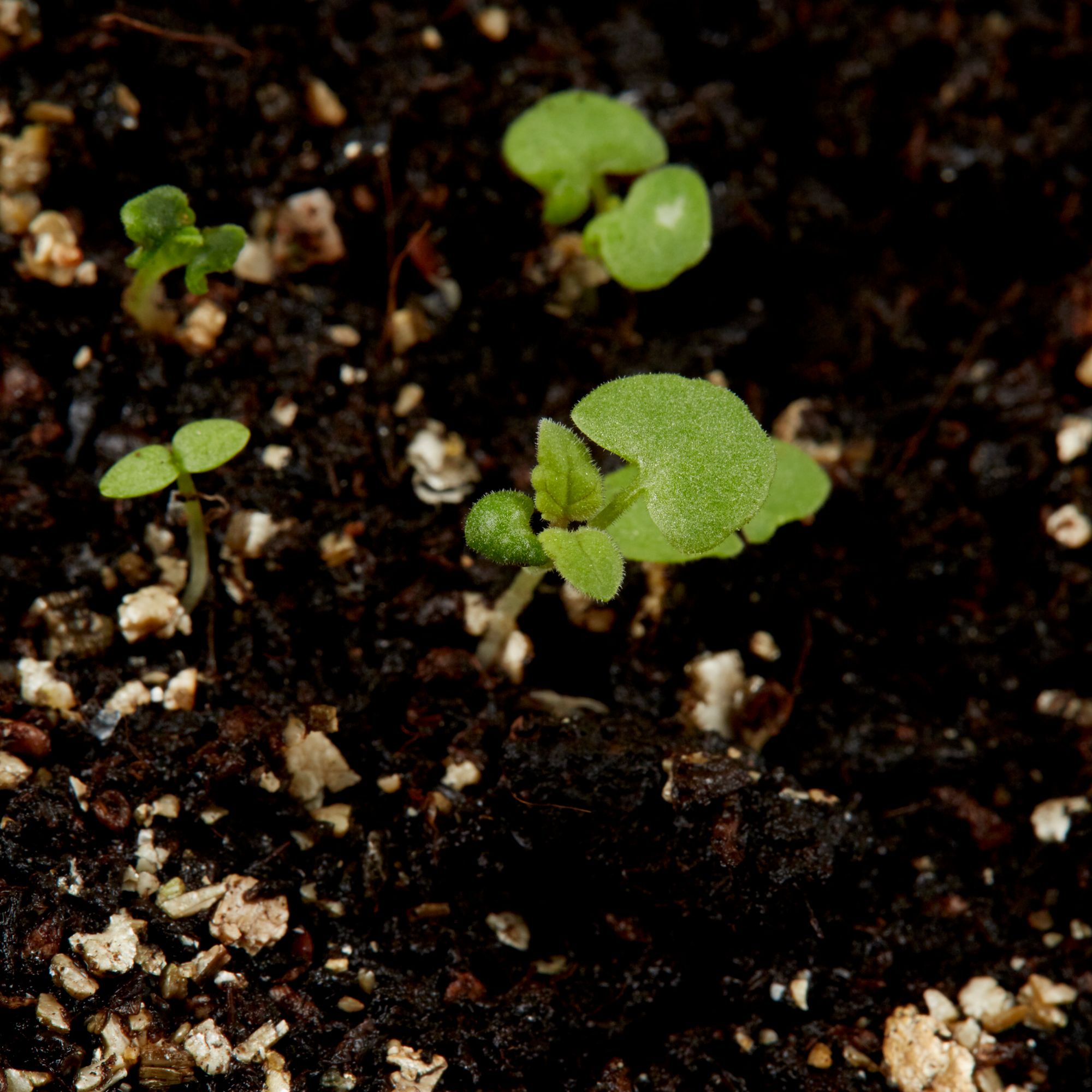 Shop Verve Catmint Seeds