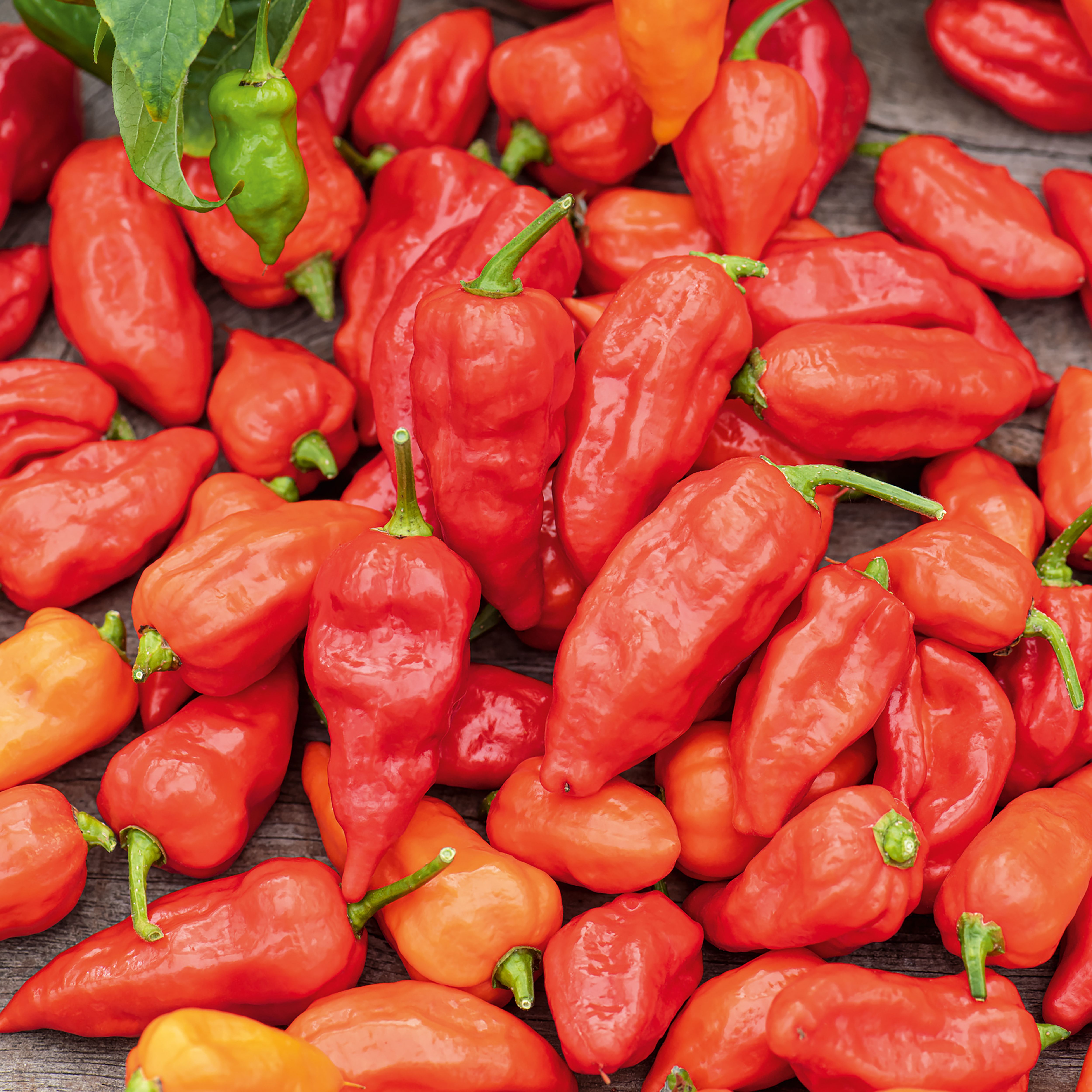 Verve Chilli 'Bhut Jolokia' Vegetable Seeds