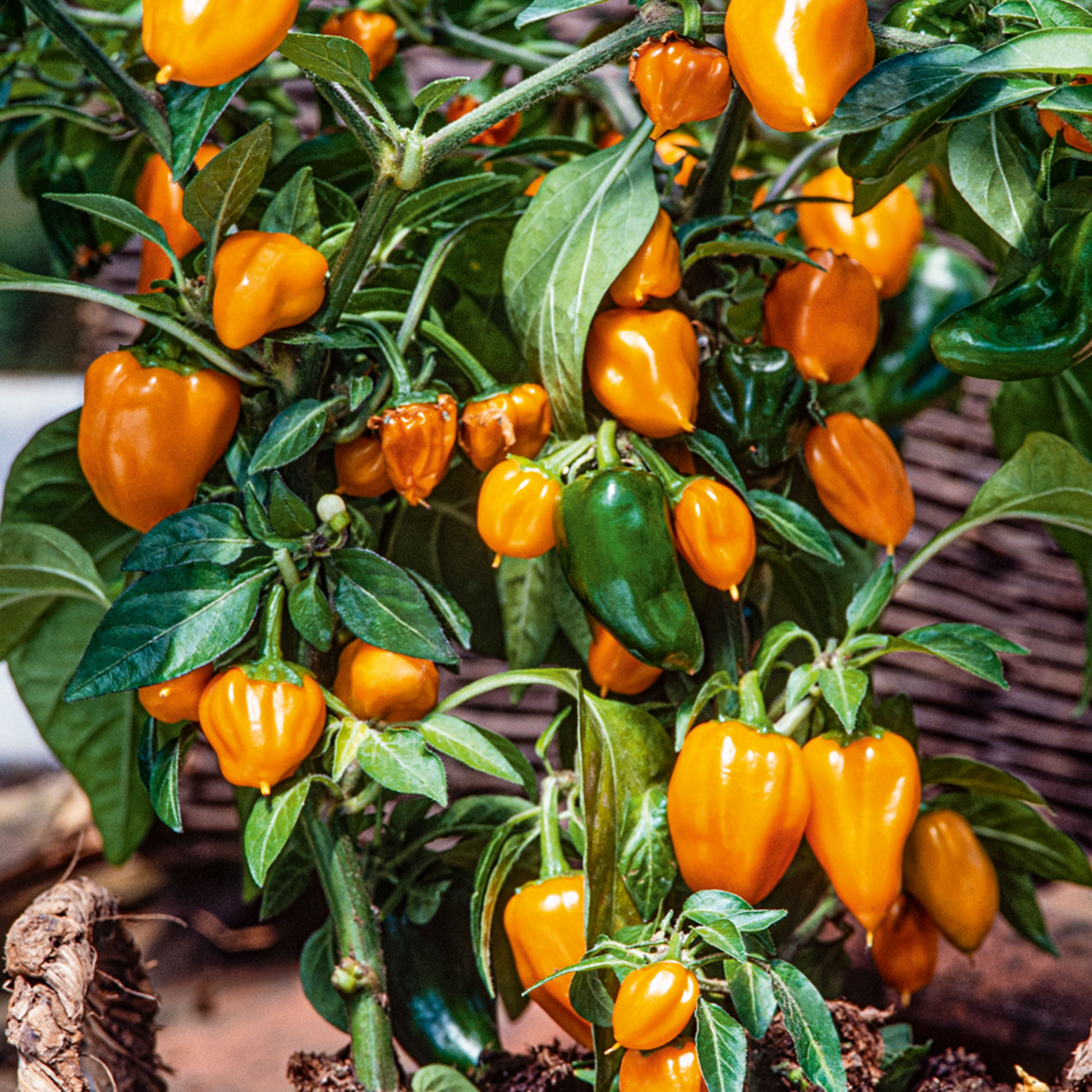 Verve Chilli 'Cheyenne F1' Vegetable Seeds