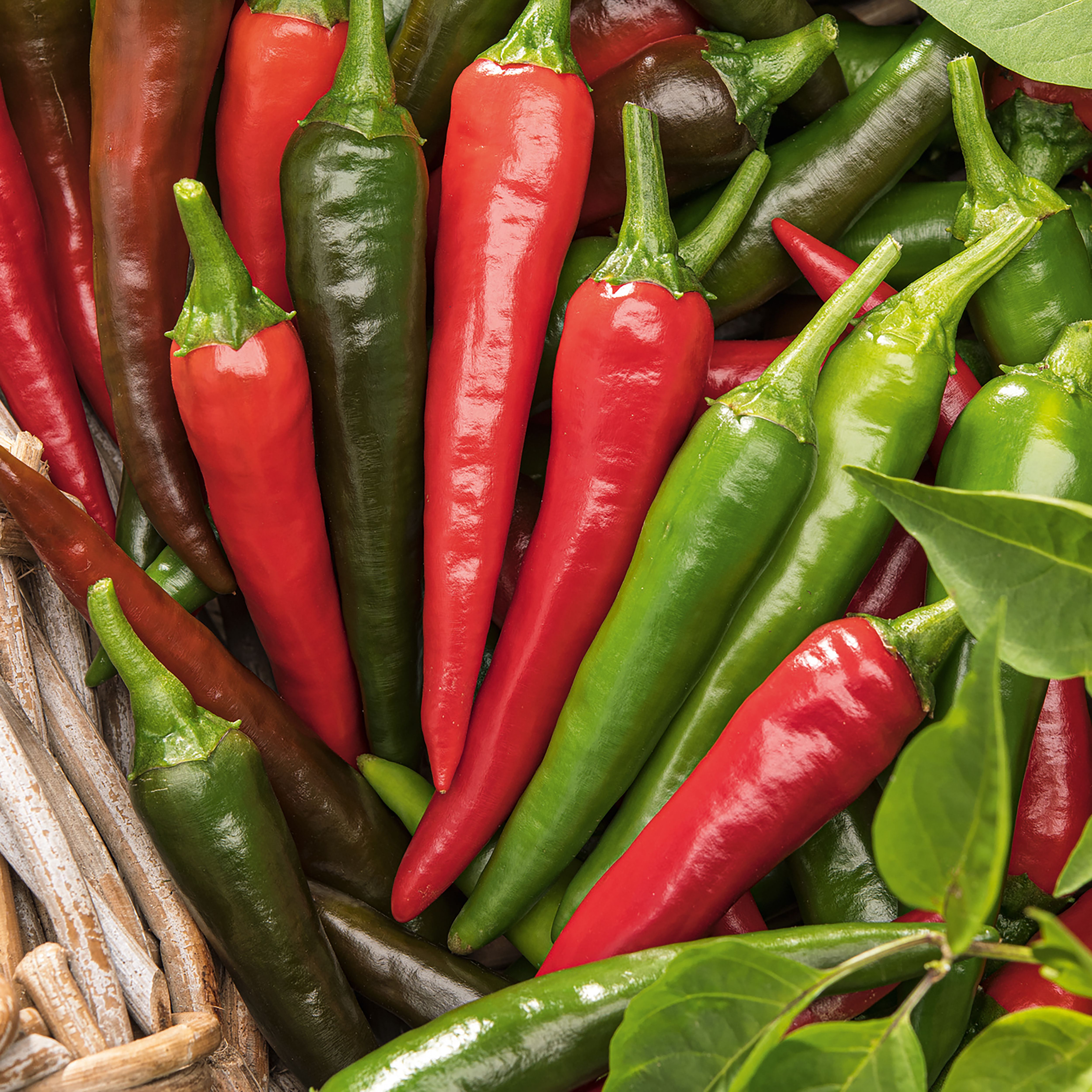 Verve Chilli 'De Cayenne' Vegetable Seeds