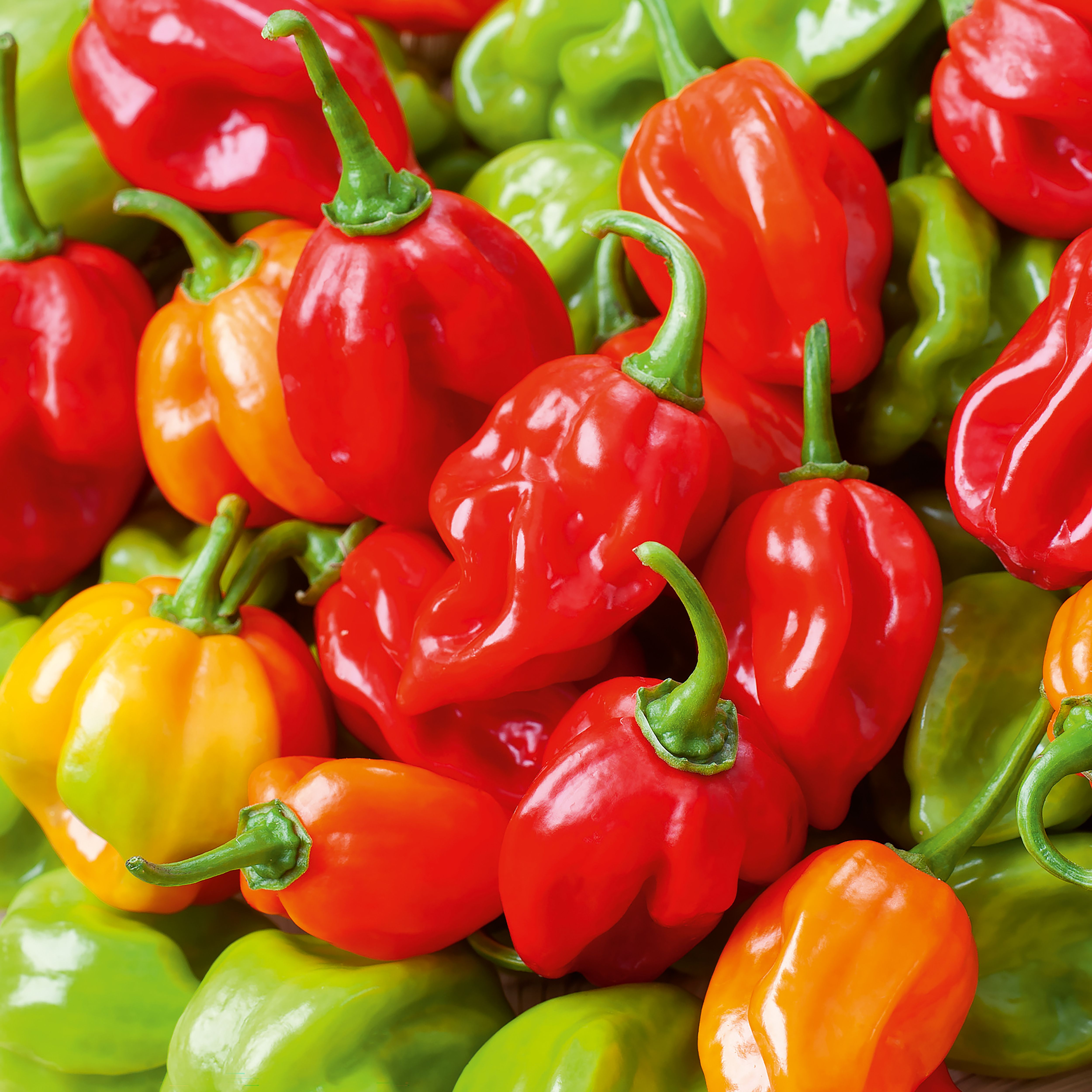 Verve Chilli 'Habanero' Vegetable Seeds