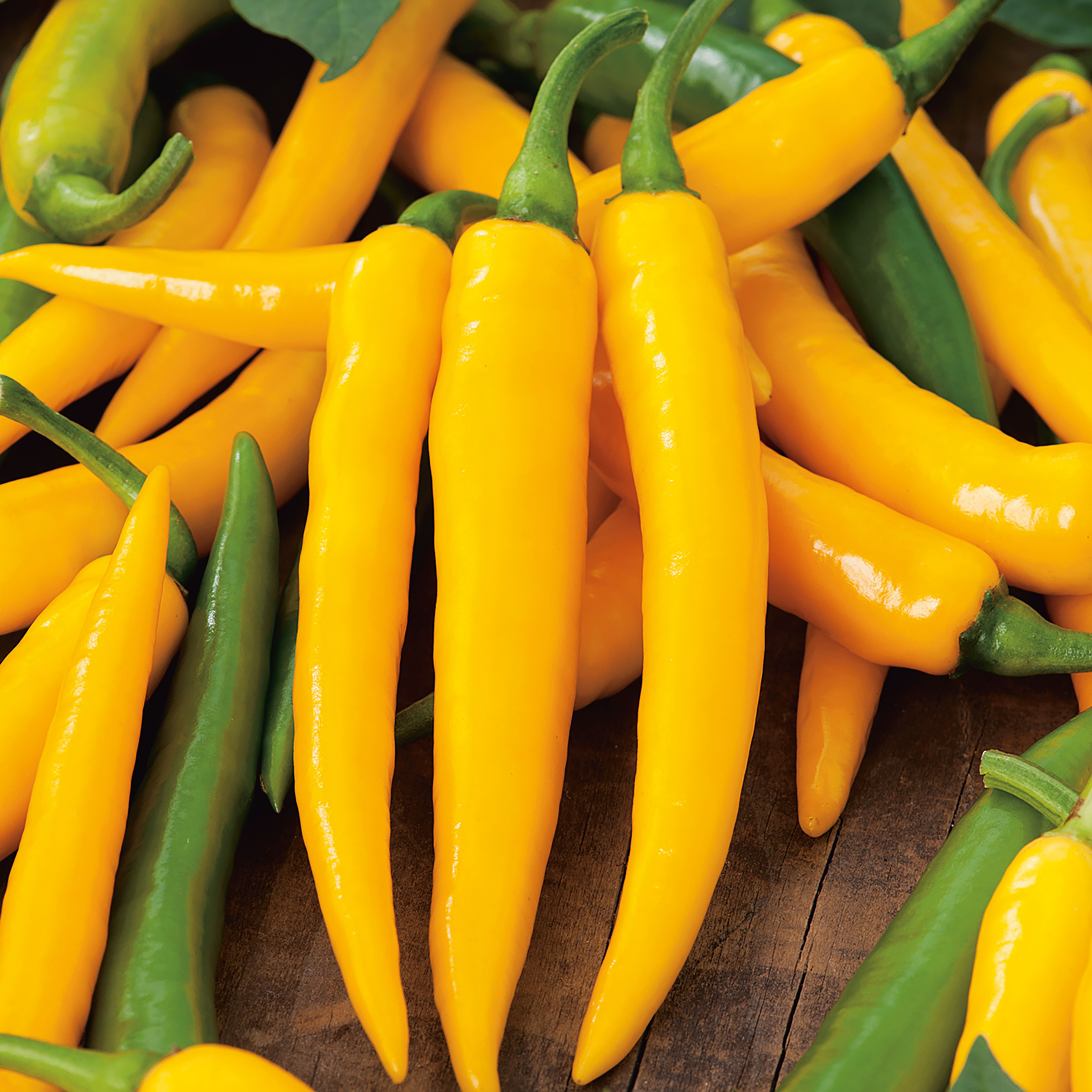 VERVE CHILLI 'KRISTIAN' VEGETABLE SEEDS