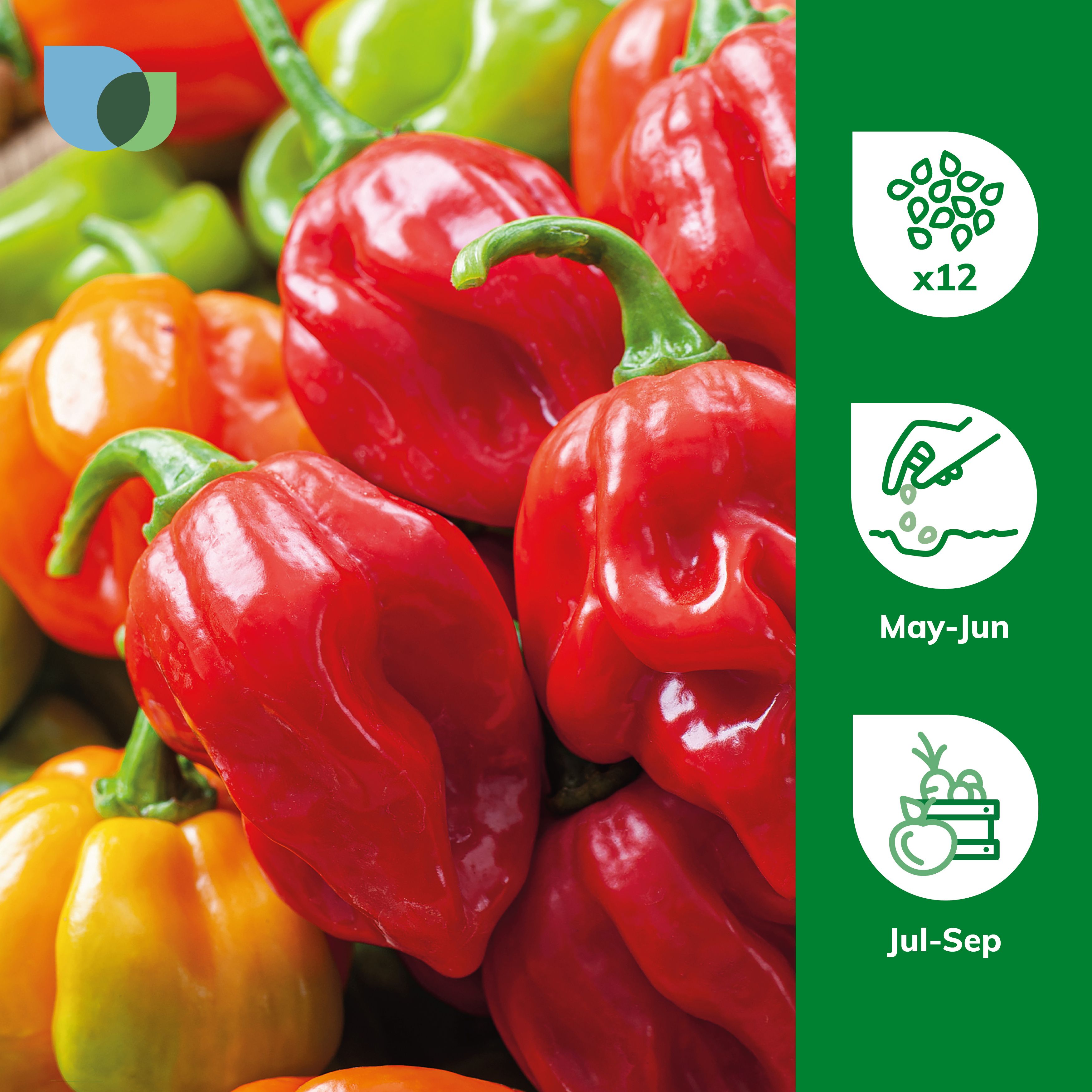 Verve Chilli 'Scotch Bonnet Hot' Vegetable Seeds