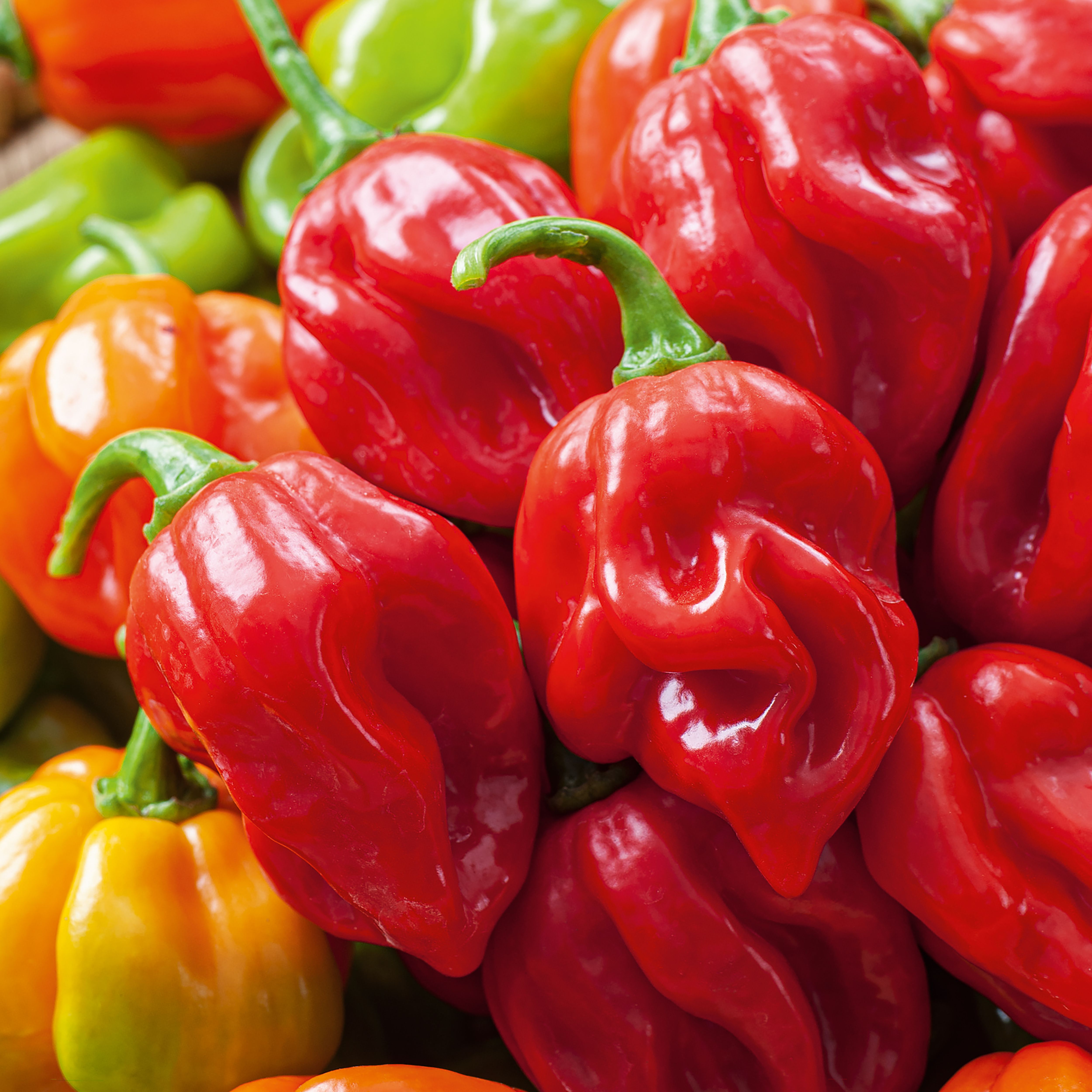 Verve Chilli 'Scotch Bonnet Hot' Vegetable Seeds | DIY at B&Q