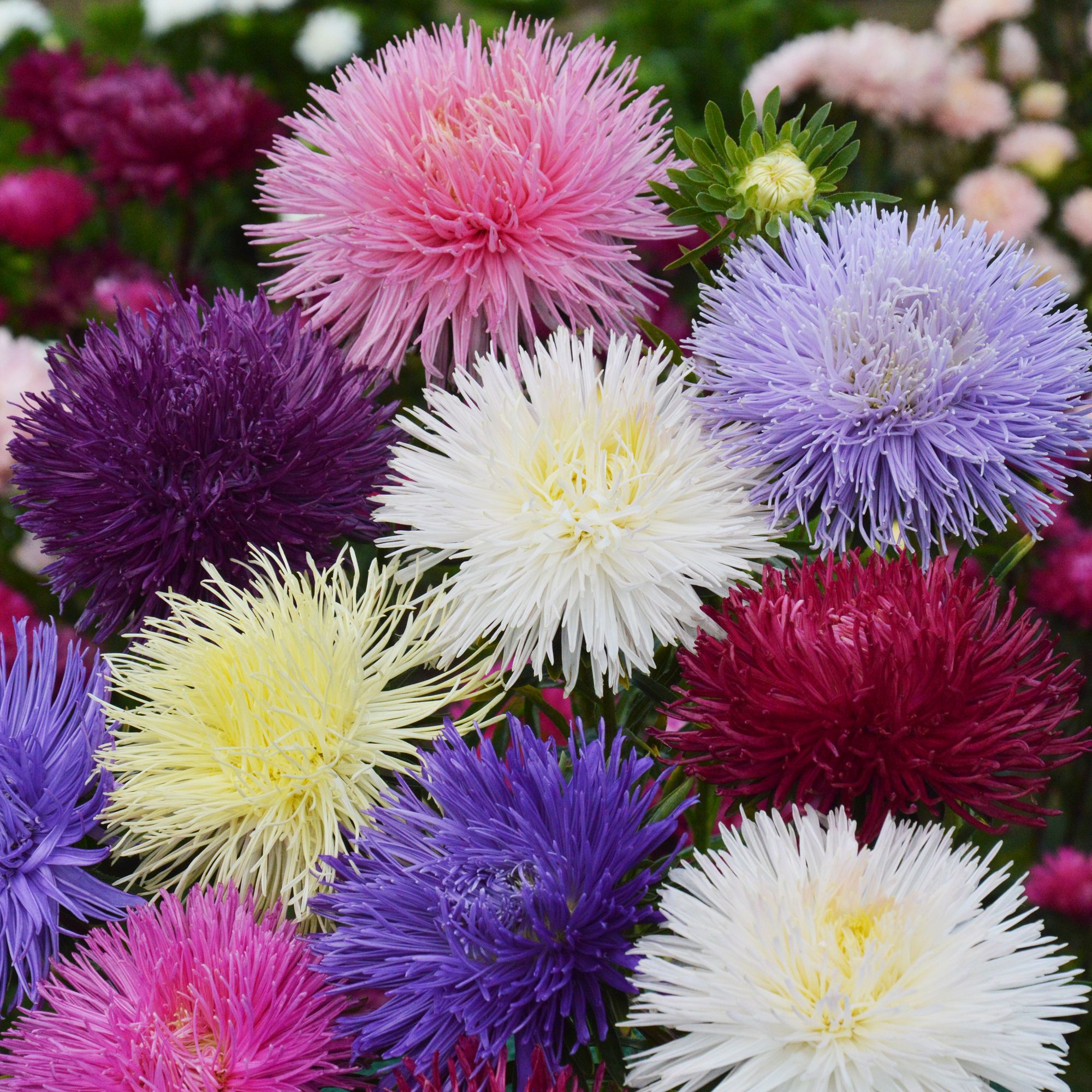 Verve China Needle Assorted Aster Seeds