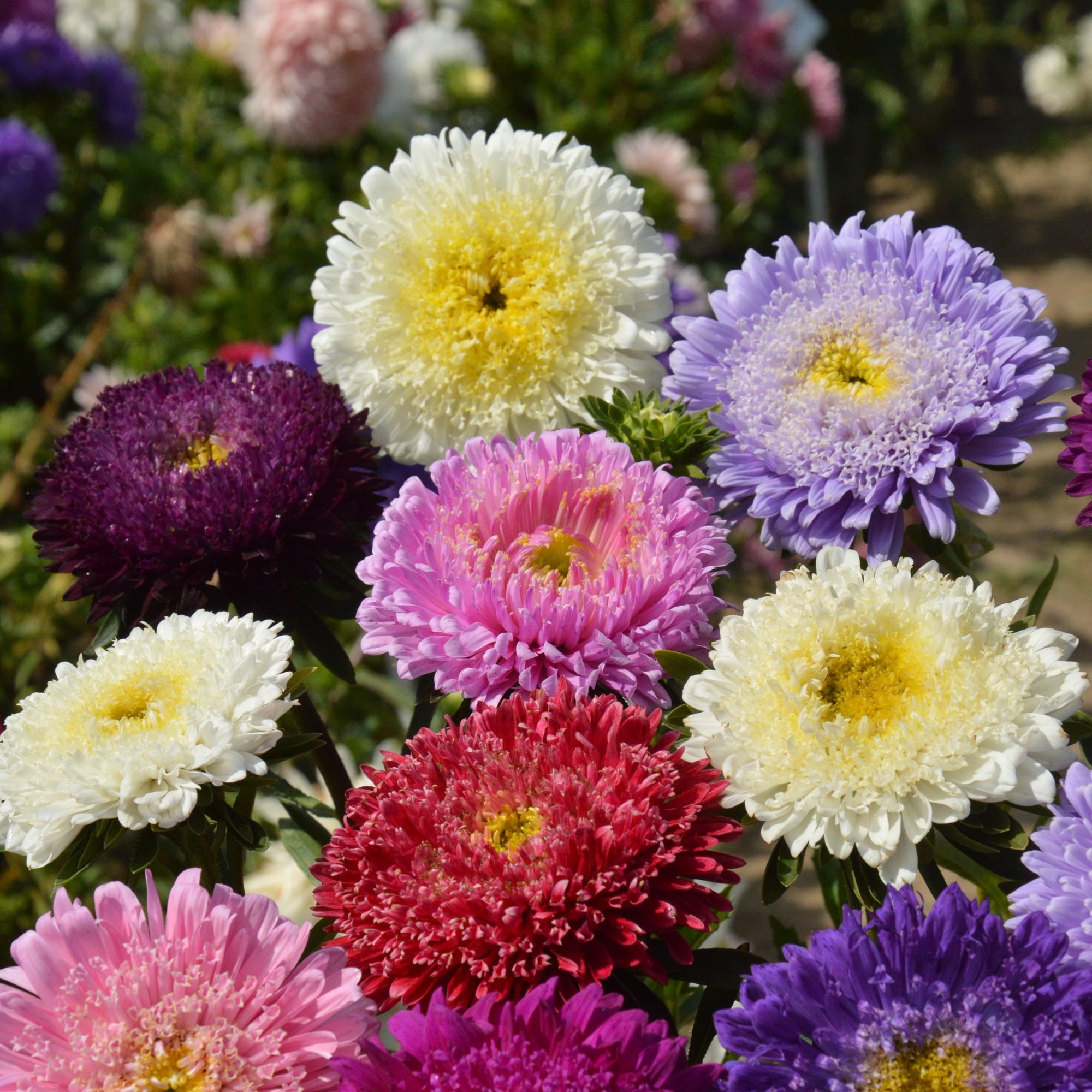 Verve China Peony Pale Pink Aster Seeds