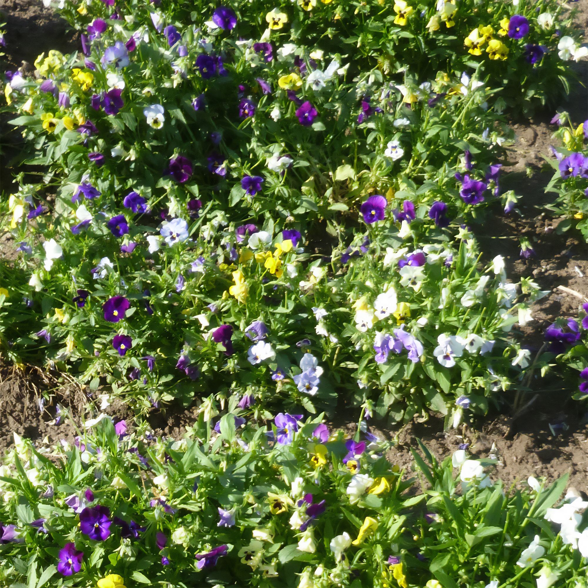 Verve Clear Crystal Assorted Pansy Seeds