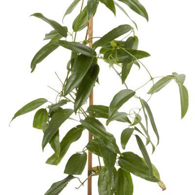 Verve Clematis Plant