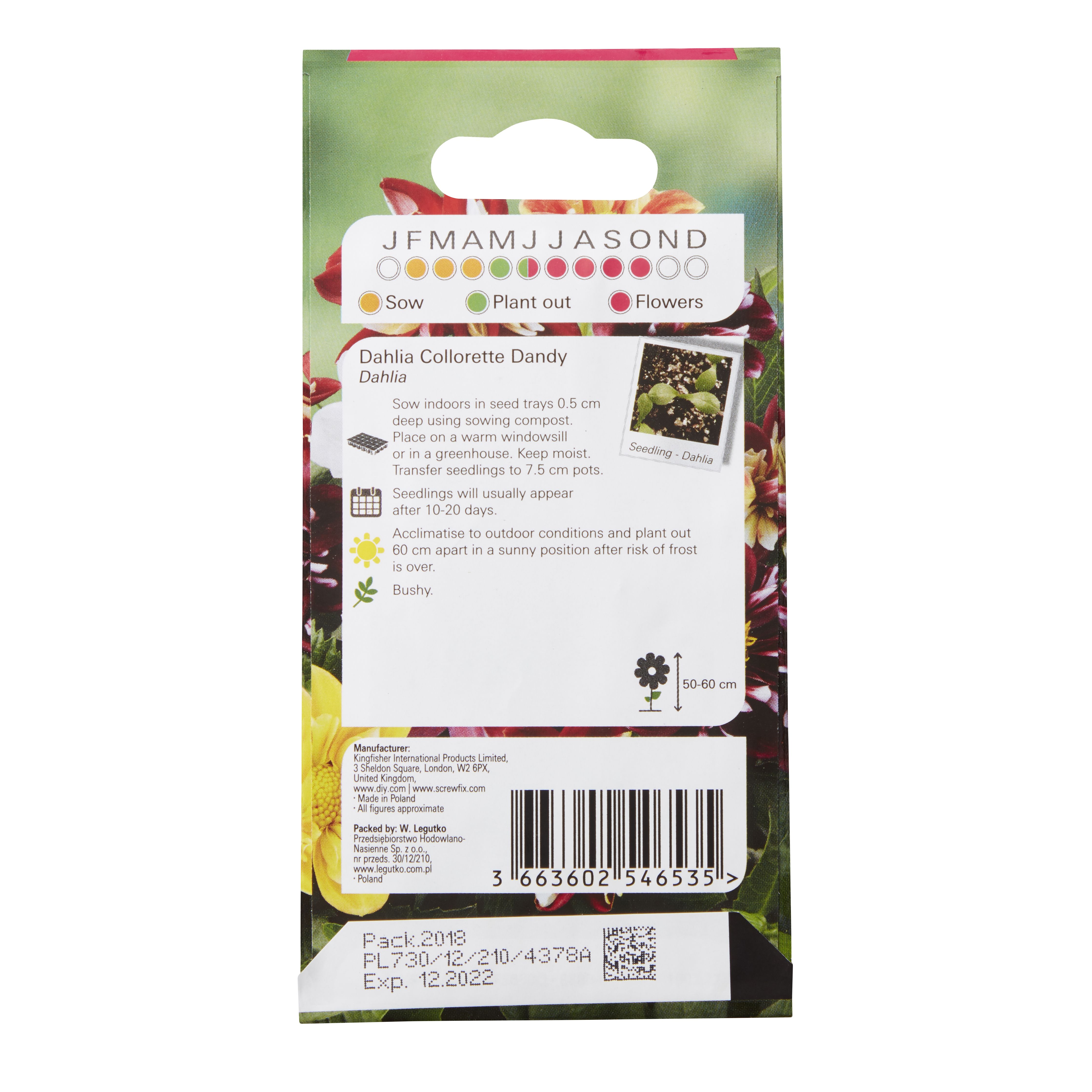 Verve Collarette dandy Dahlia Seeds