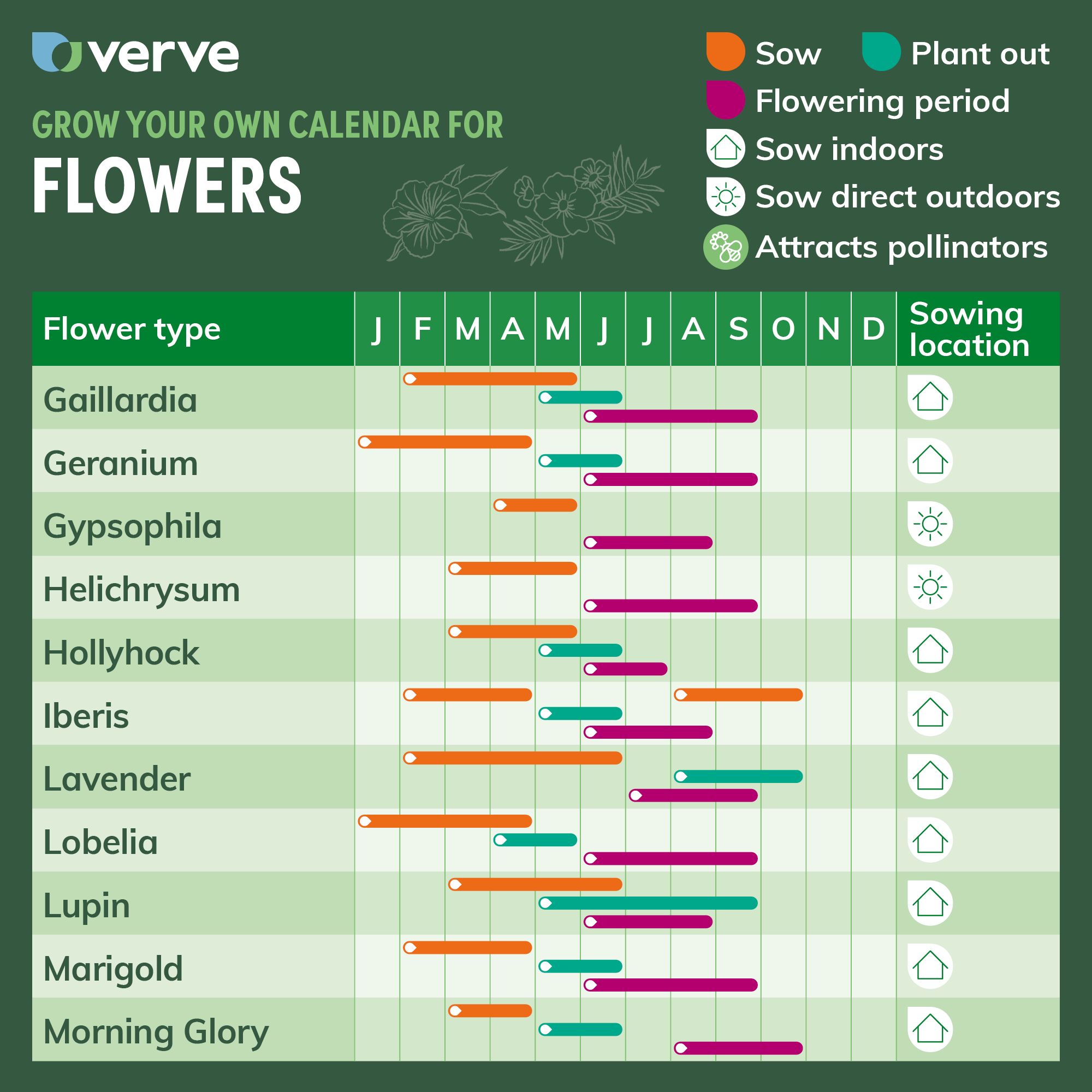 Verve Colorama Assorted F2 Geranium Seeds