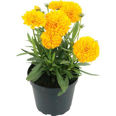 Verve Coreopsis Plant