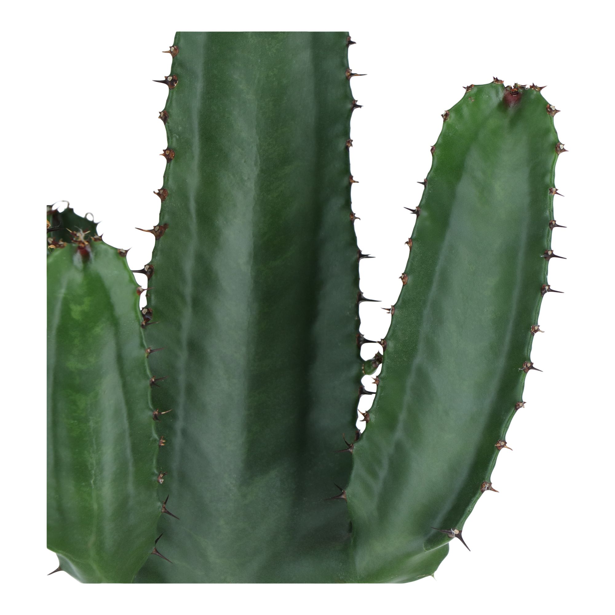 Verve Cowboy Cactus in Terracotta Plastic Decorative pot 24cm