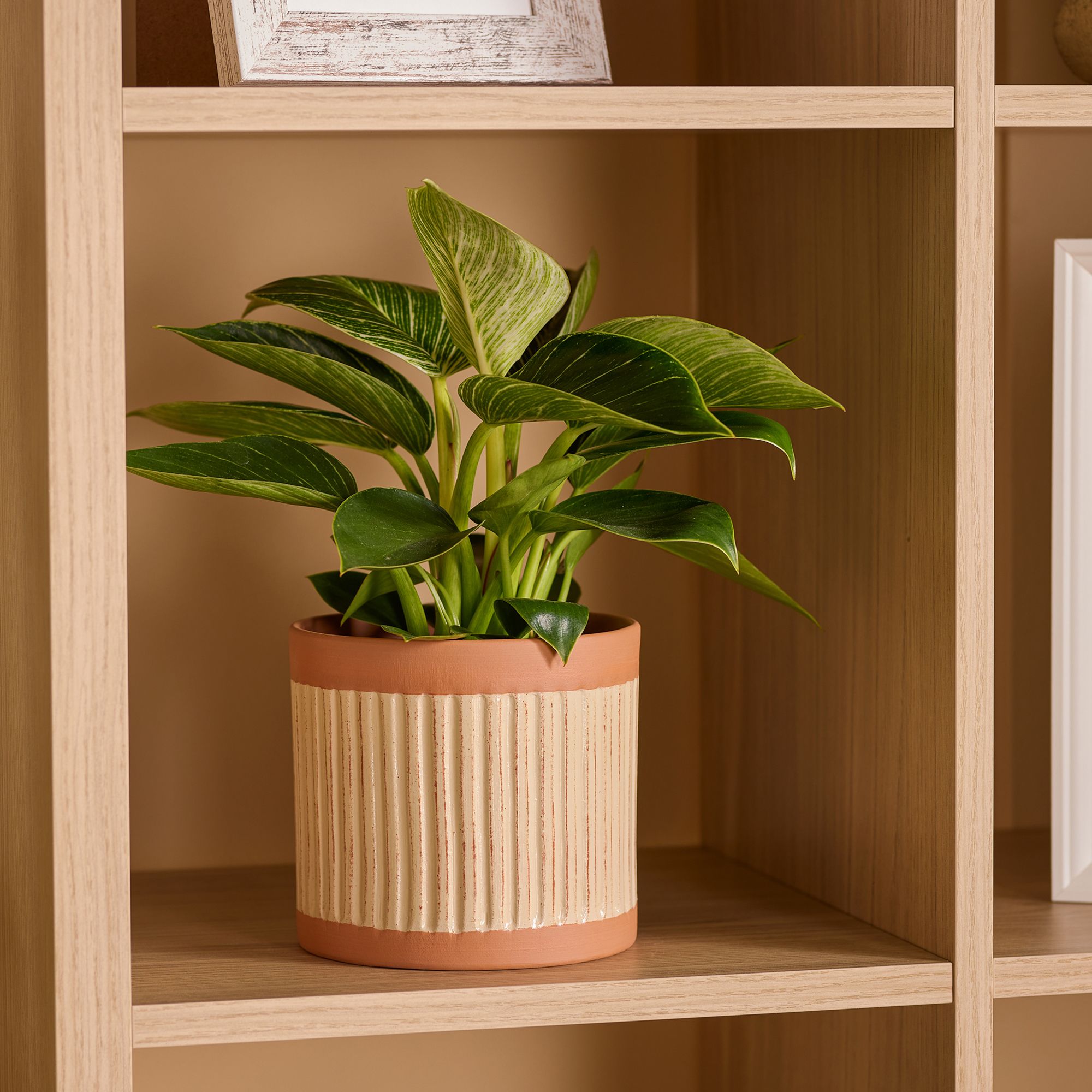 Verve Cream Ribbed Terracotta Plant pot (Dia) 13.5cm, (H)15cm