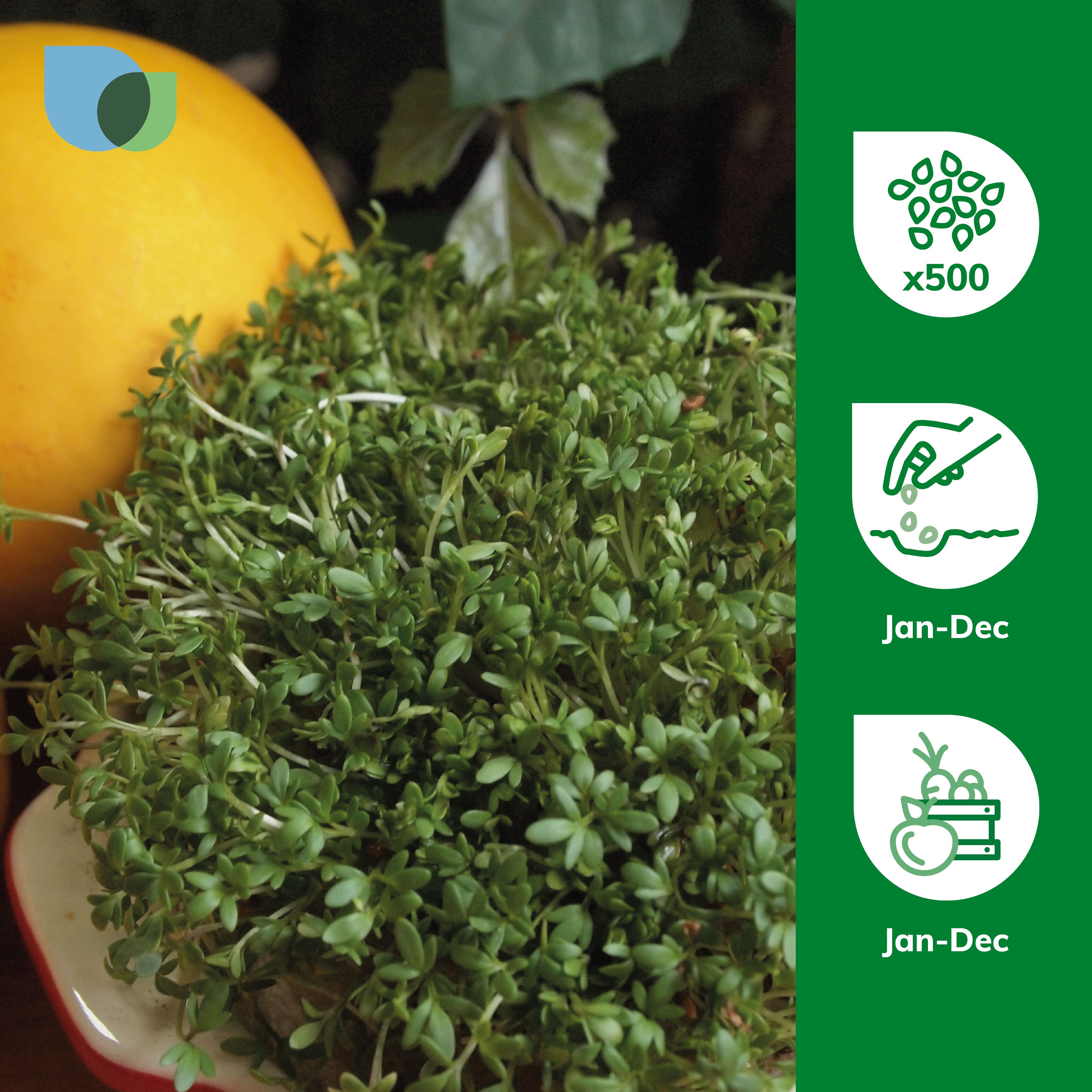 Verve Cress 'Common' Vegetable Seeds
