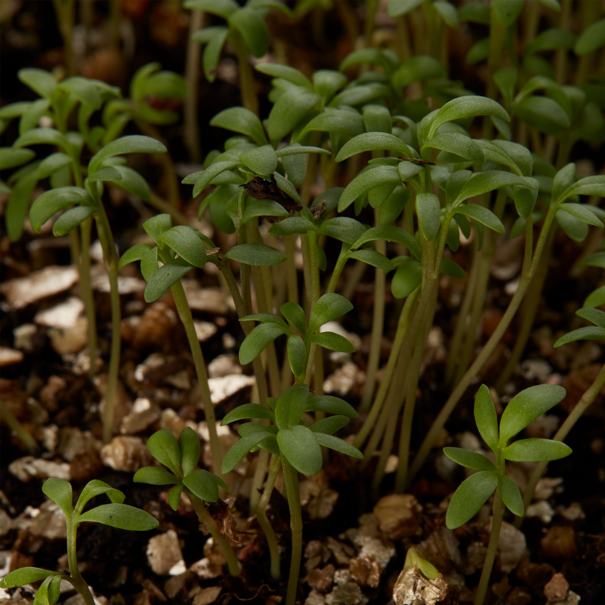 Verve Cress 'Common' Vegetable Seeds