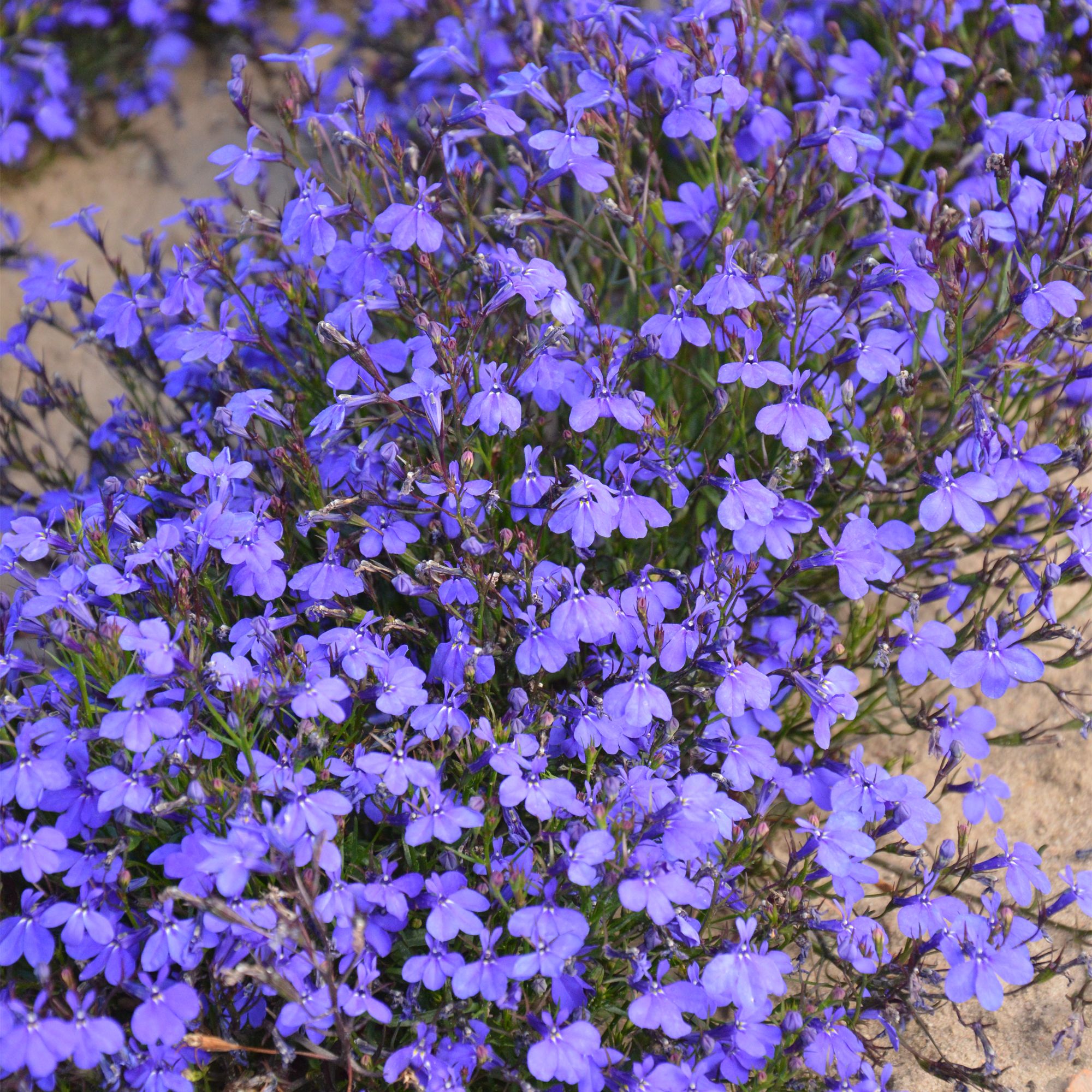 Verve Crystal Palace Lobelia Seeds
