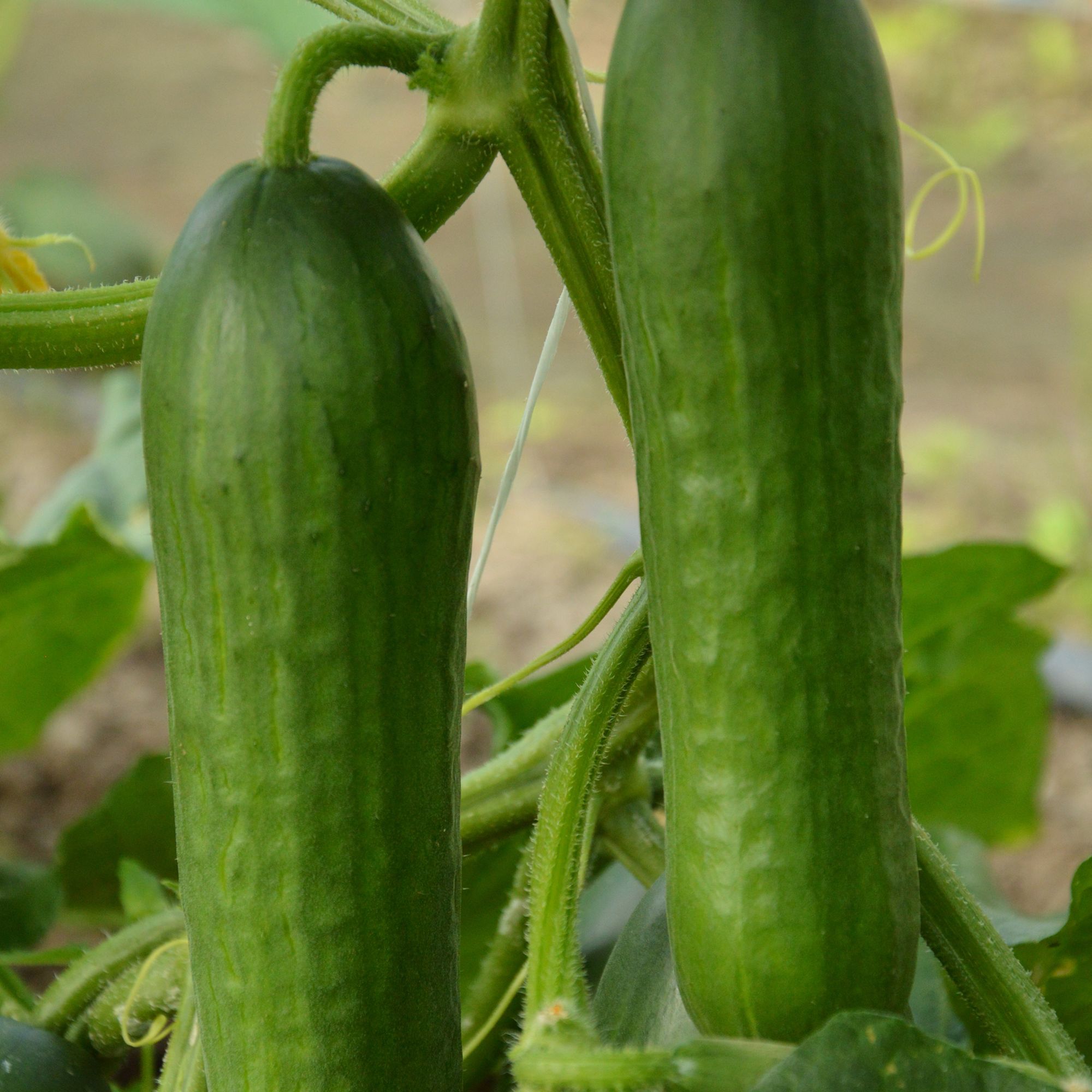Verve Cucumber 'Iwa' Vegetable Seeds