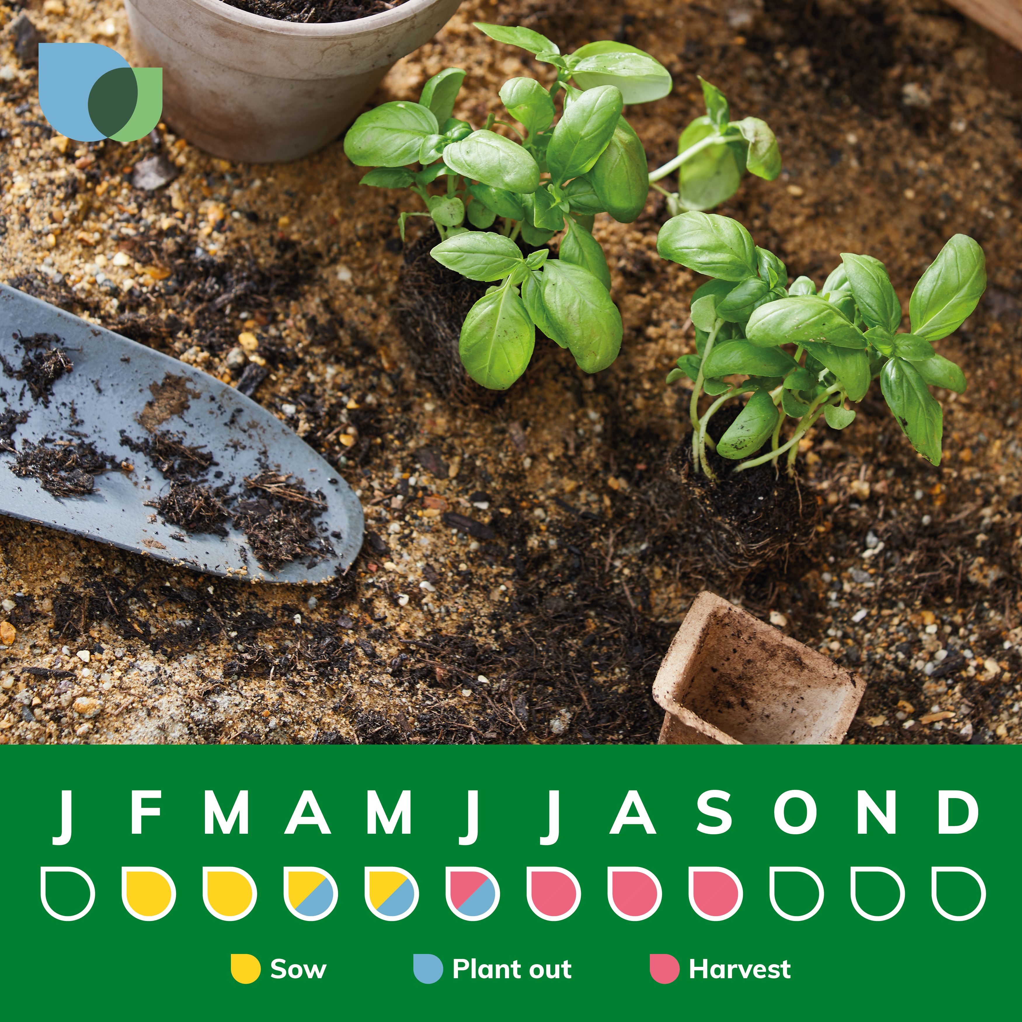 Verve Cucumber 'Polan F1' Vegetable Seeds