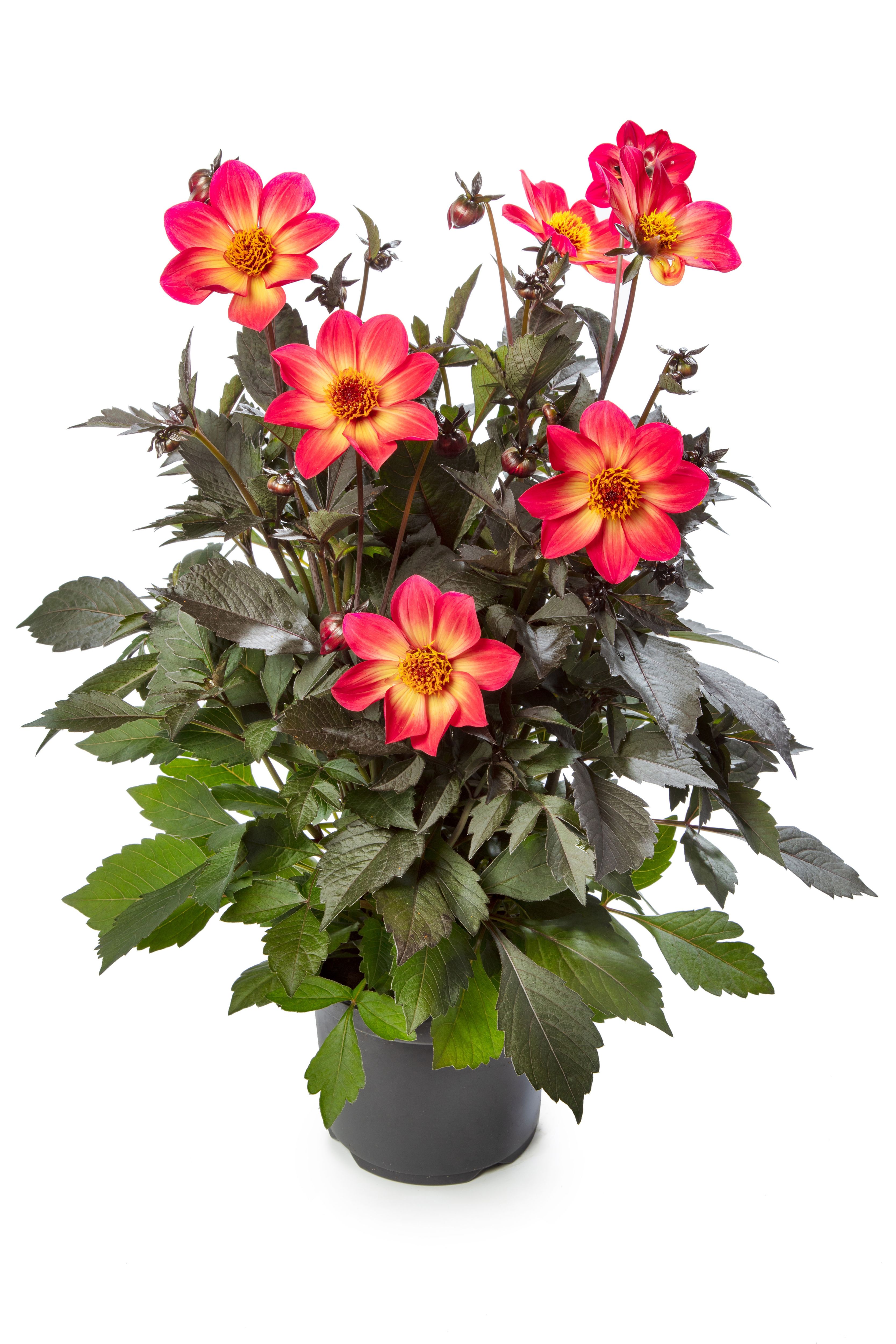 Verve Dahlia Plant