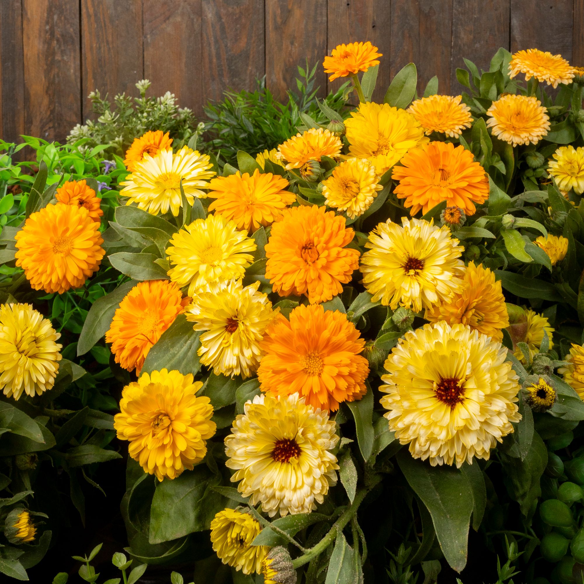Verve Daisy Mix Calendula Seeds