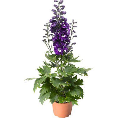 Verve Delphinium Plant