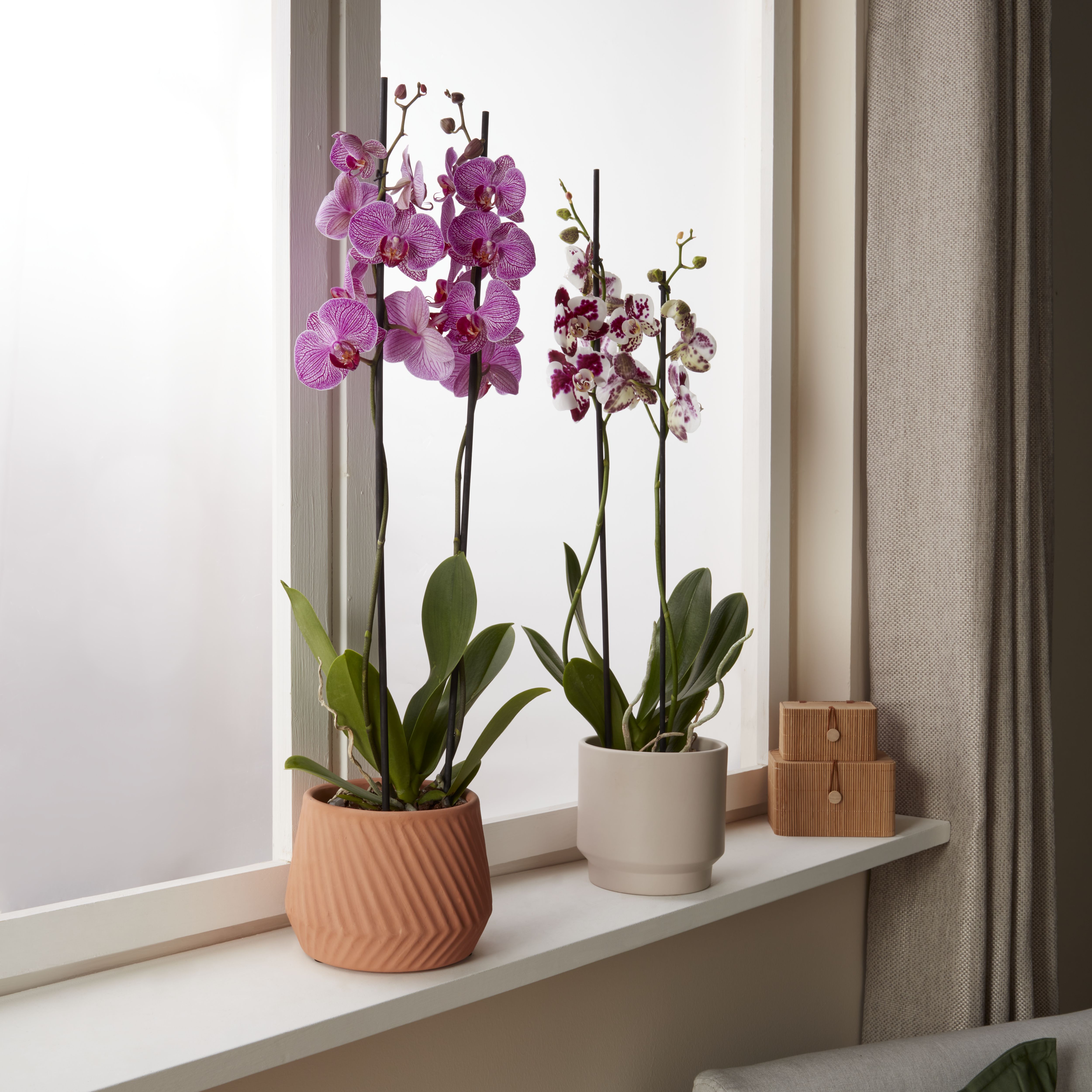 Verve Double Stem Moth orchid in Clear Plastic Grow pot 12cm