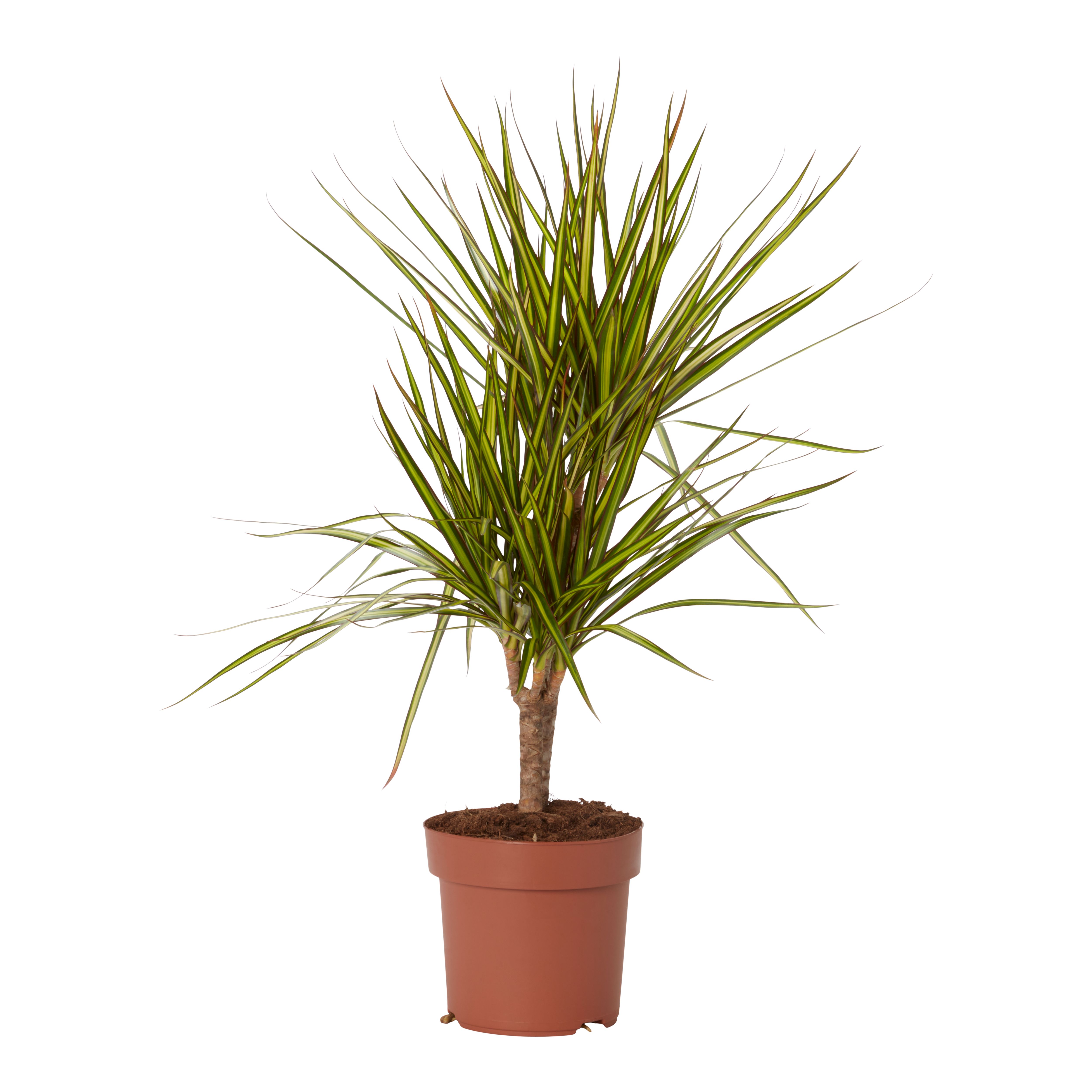 Verve Dragon tree in Plastic Grow pot 17cm | DIY at B&Q