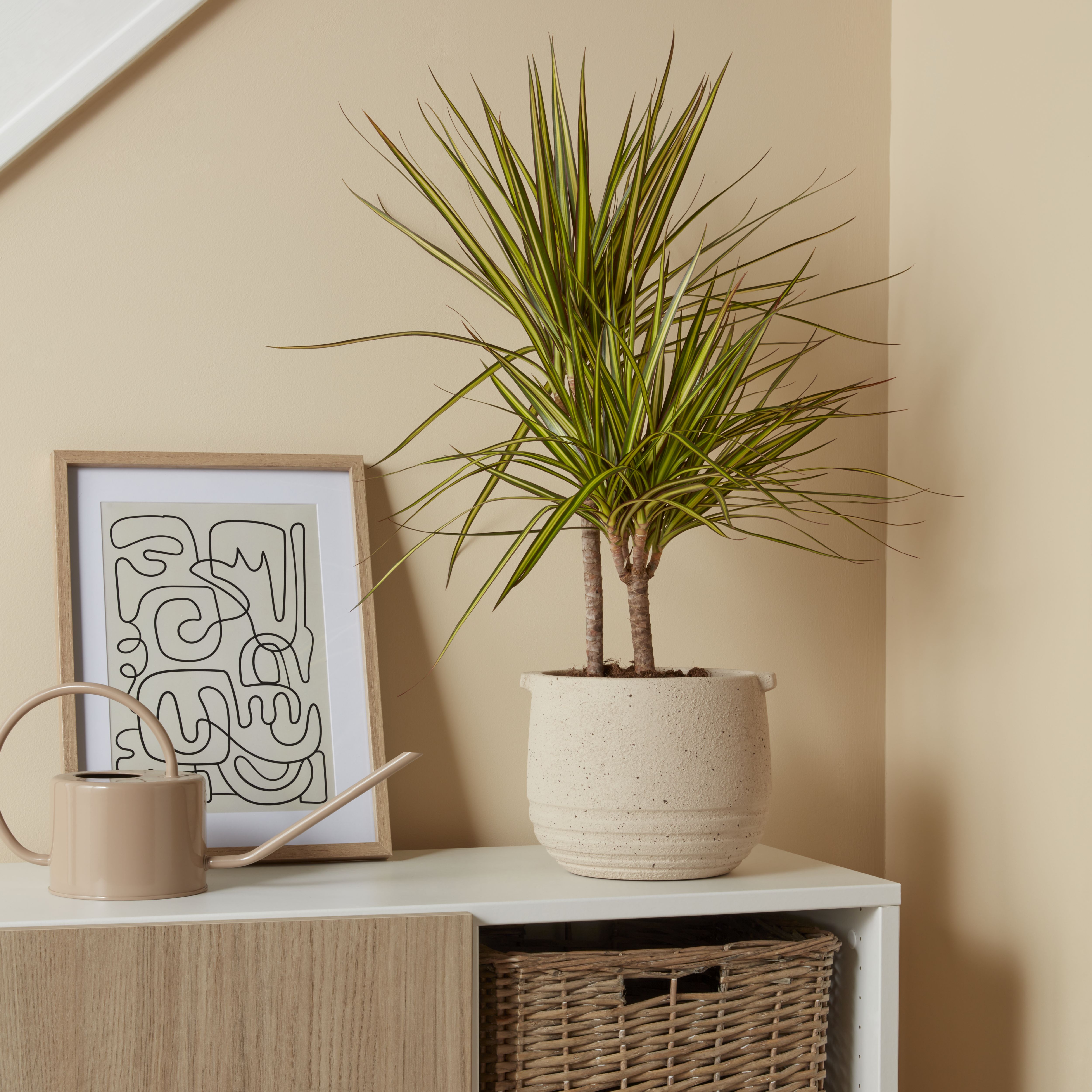 Verve Dragon tree in Terracotta Plastic Grow pot 17cm