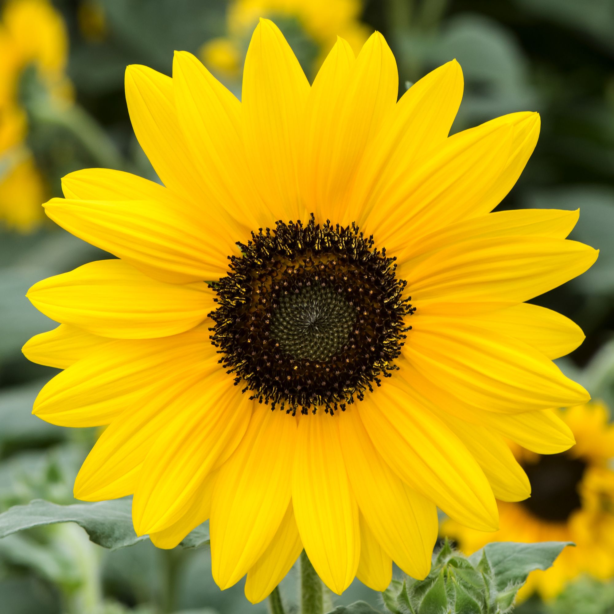 Verve Dwarf sunspot Sunflower Seeds