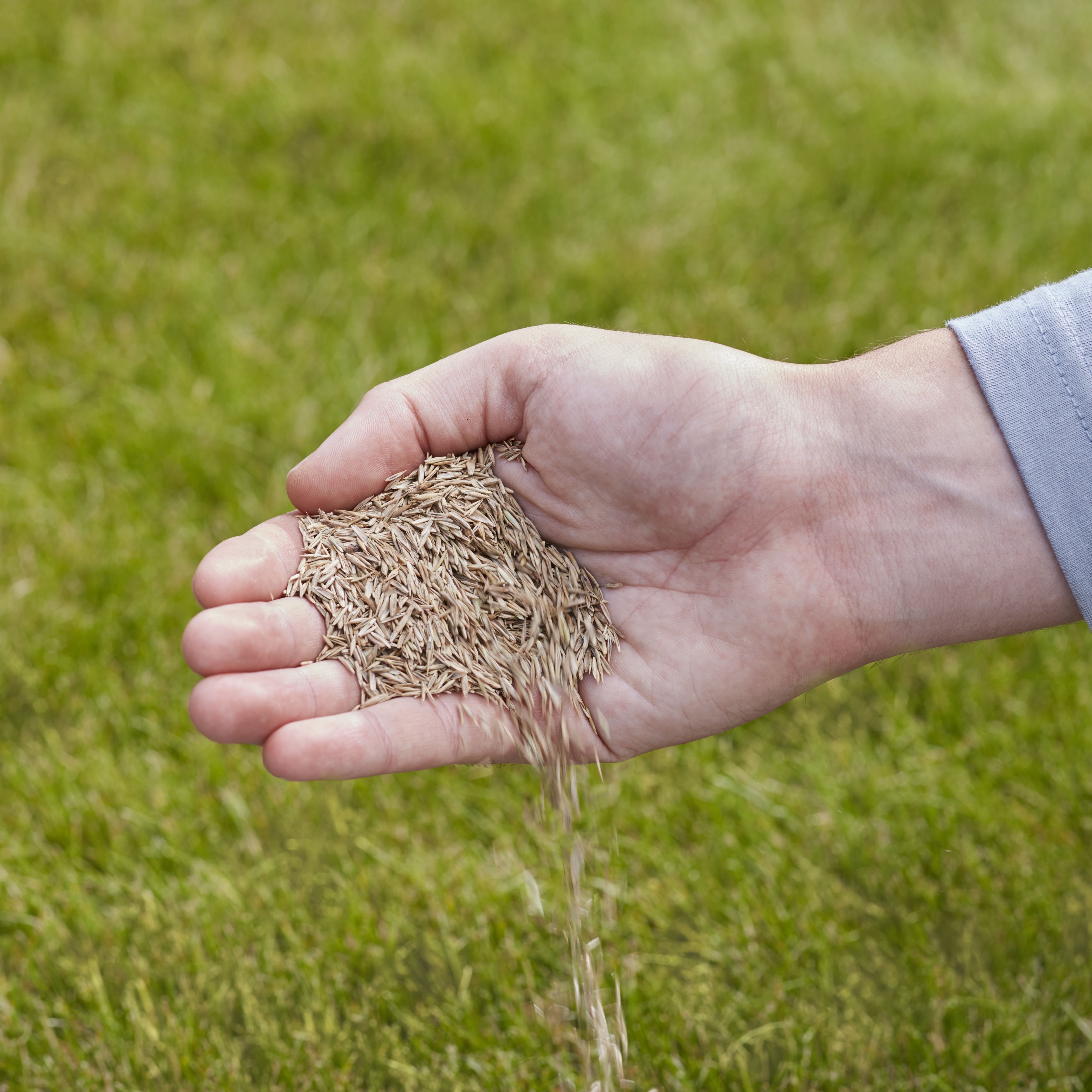 Verve Easy start Grass seeds, 1.5kg 60m²