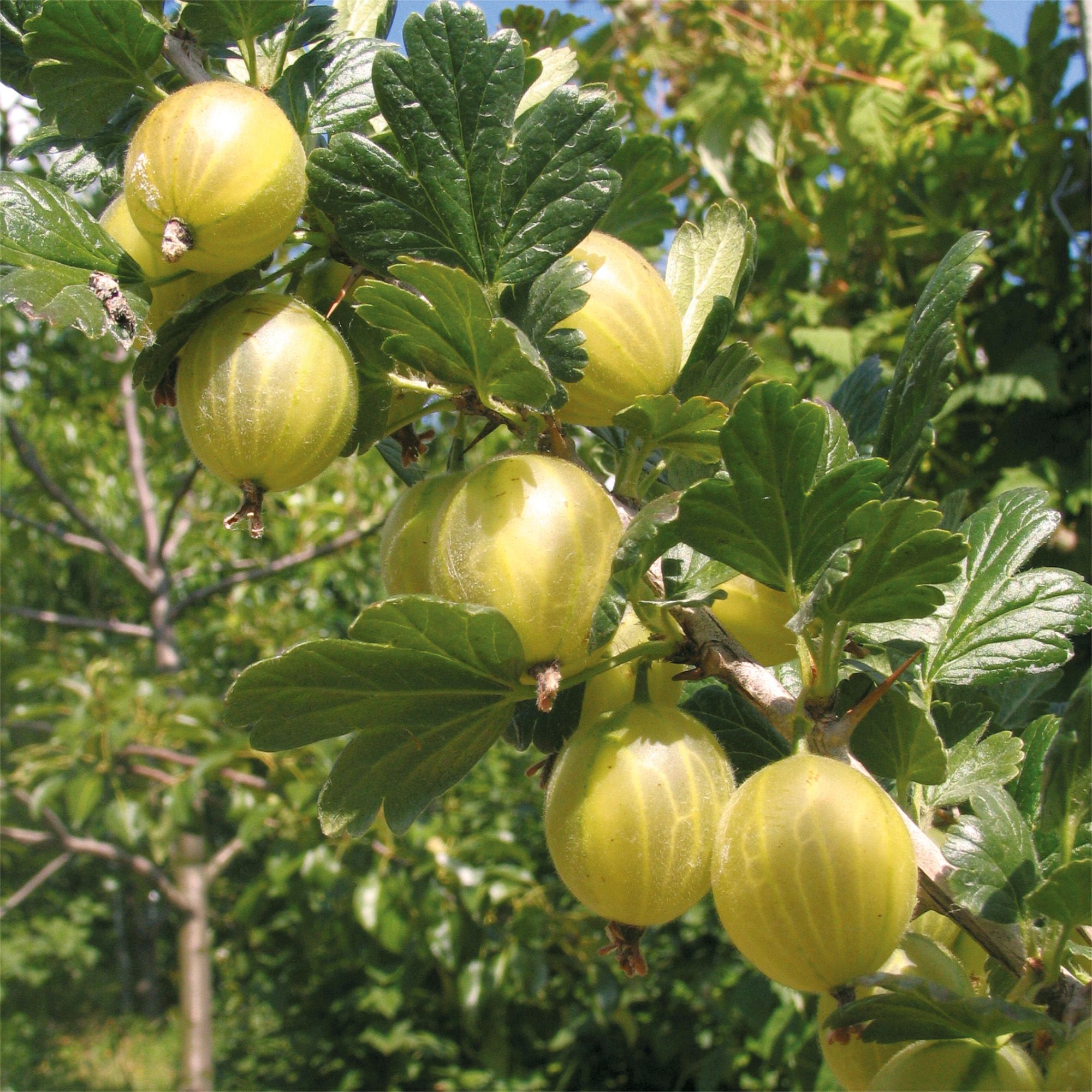 Verve Edible Gooseberry Berry fruit plant